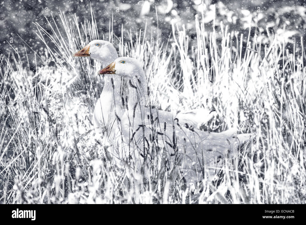 Two white roman geese in snowy white grass Stock Photo - Alamy