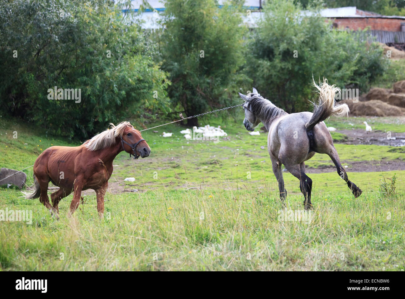 Stallion mating hi-res stock photography and images - Alamy