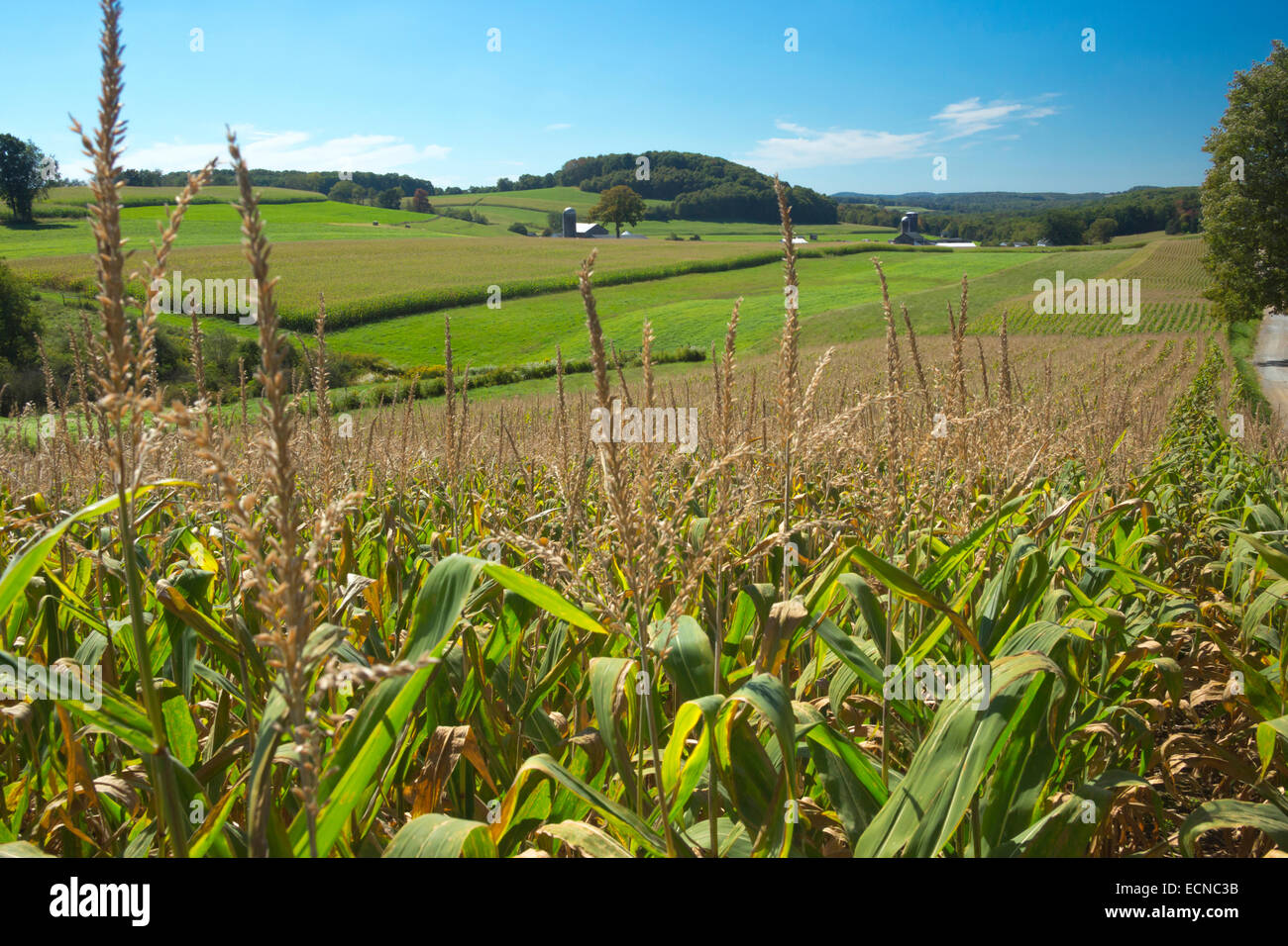 RIPE CORN STALKS CORNFIELD BROOKVILLE JEFFERSON COUNTY PENNSYLVANIA USA ...