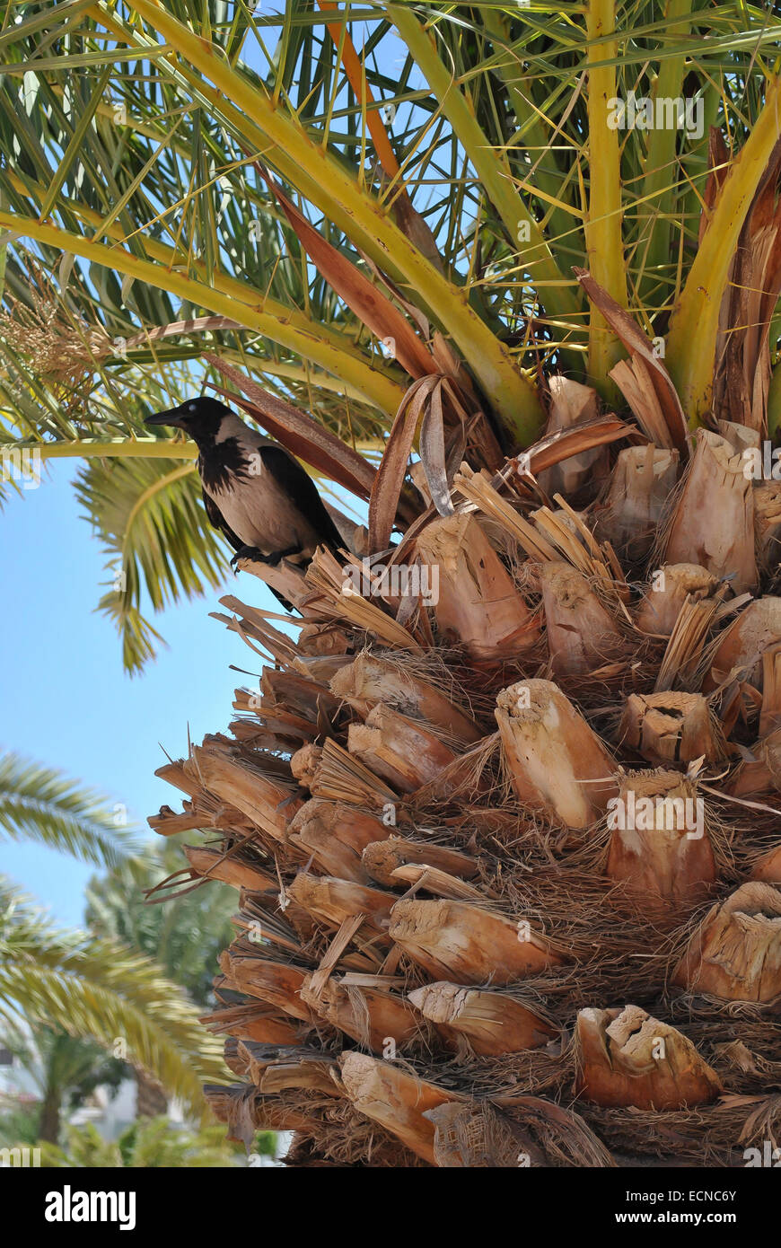 A crow on the top of the palm tree Stock Photo - Alamy