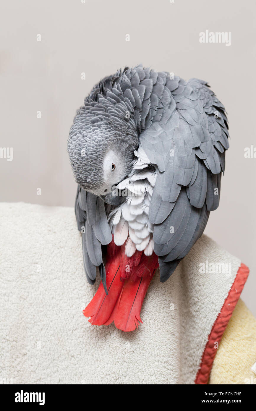 African Grey parrot preening by collecting powder from the gland above ...