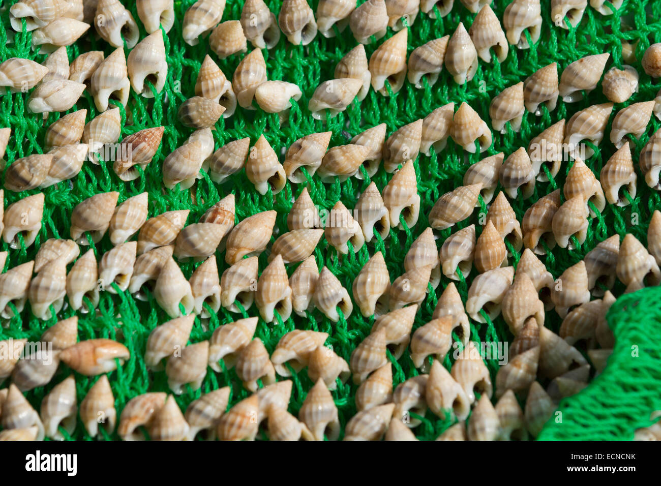 Papua new guinea shell hi-res stock photography and images - Alamy
