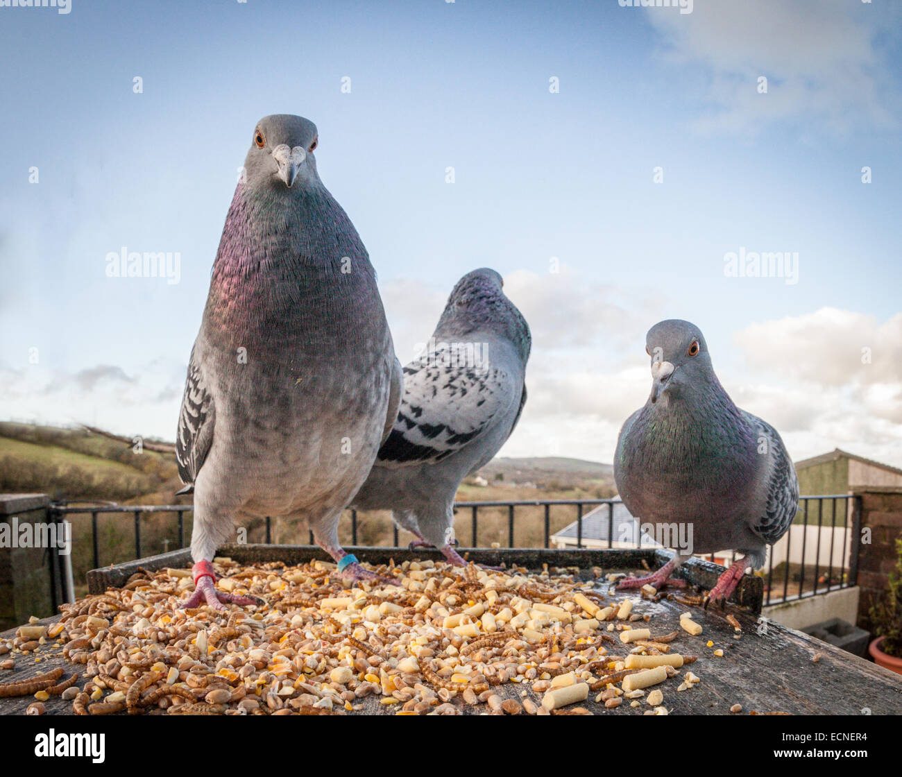 Pigeon fluffed up hi-res stock photography and images - Alamy