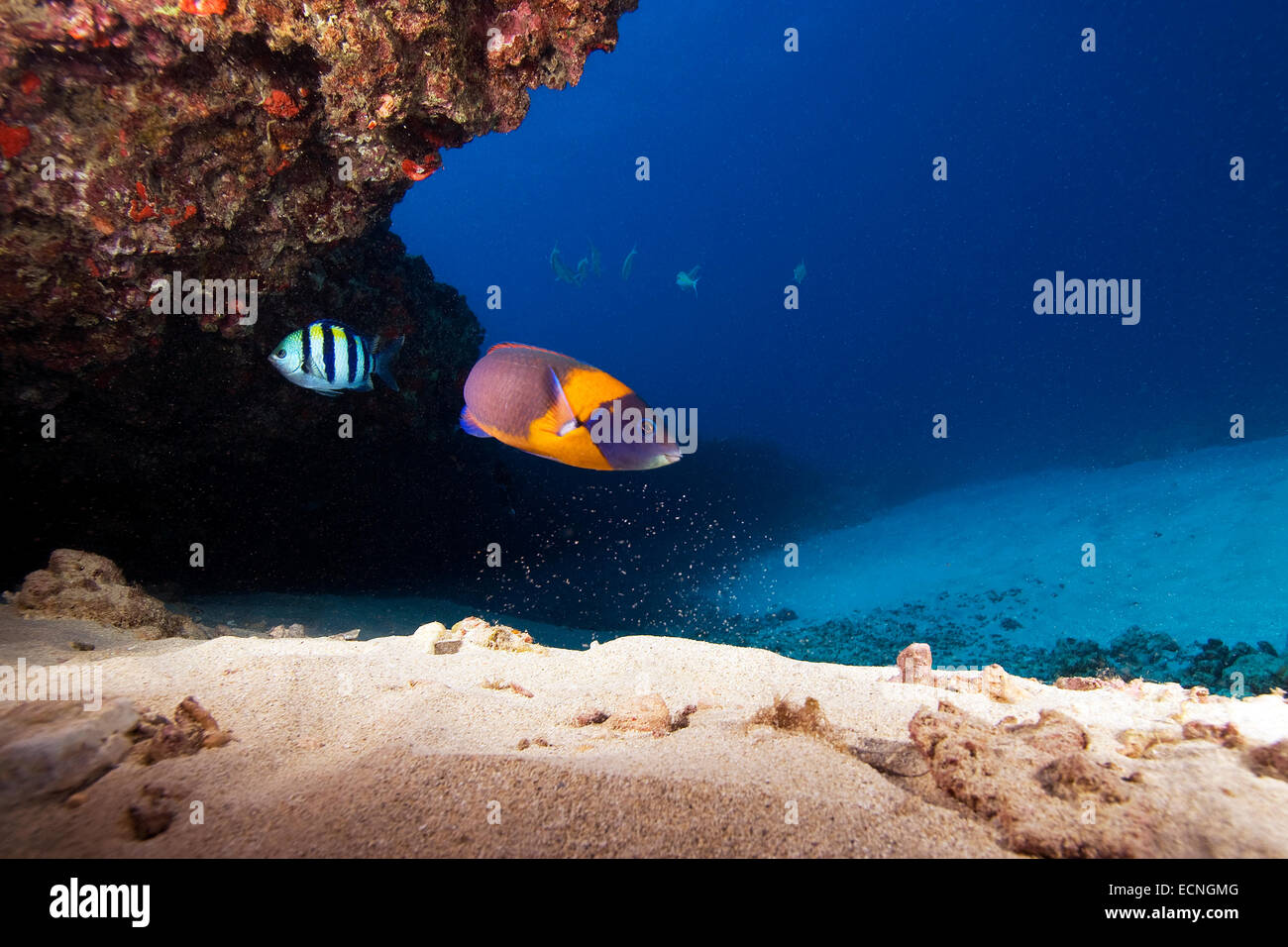 Hawaii Tropical Fish Stock Photo - Alamy