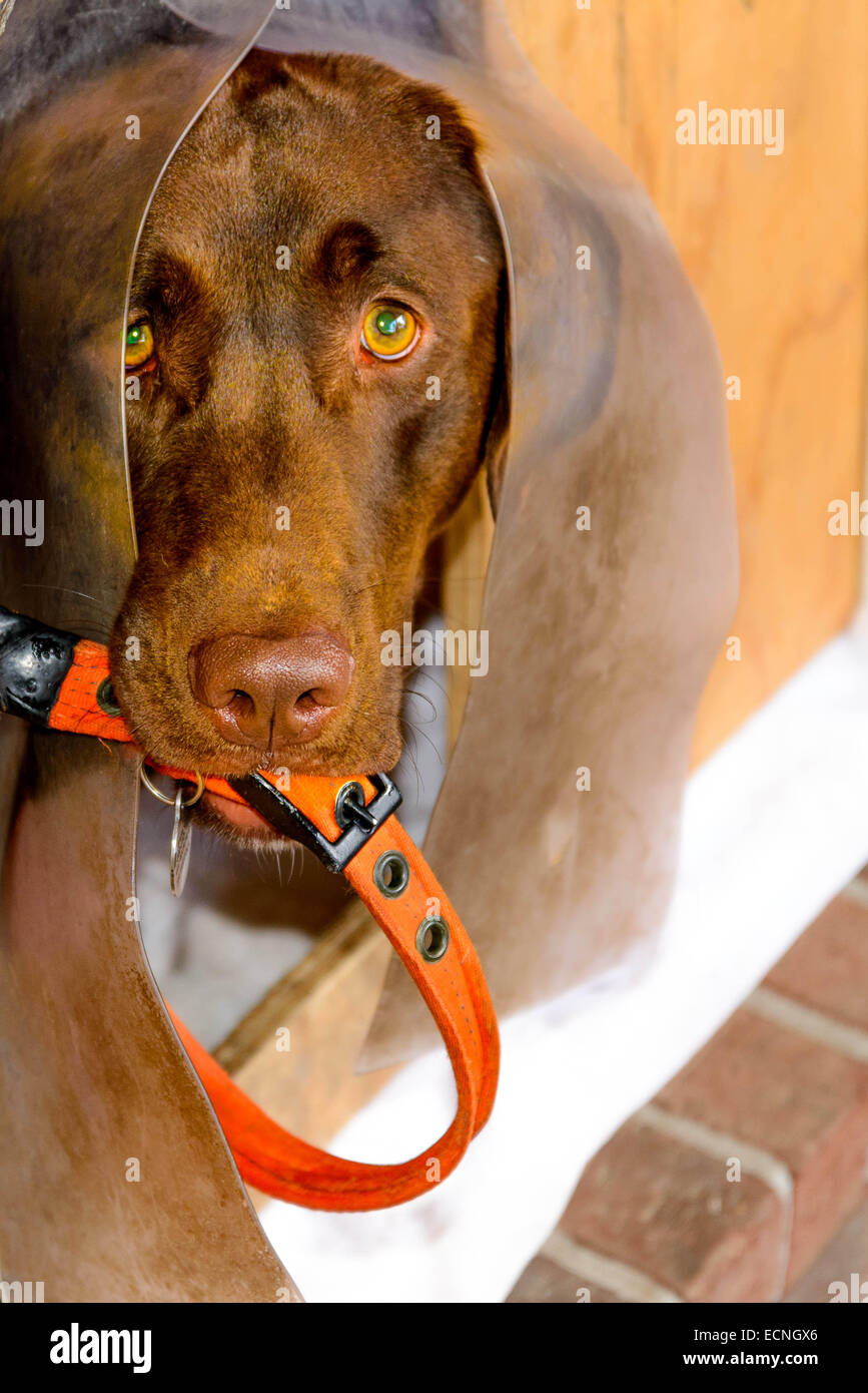 chocolate lab with an orange collar in his mouth Stock Photo - Alamy