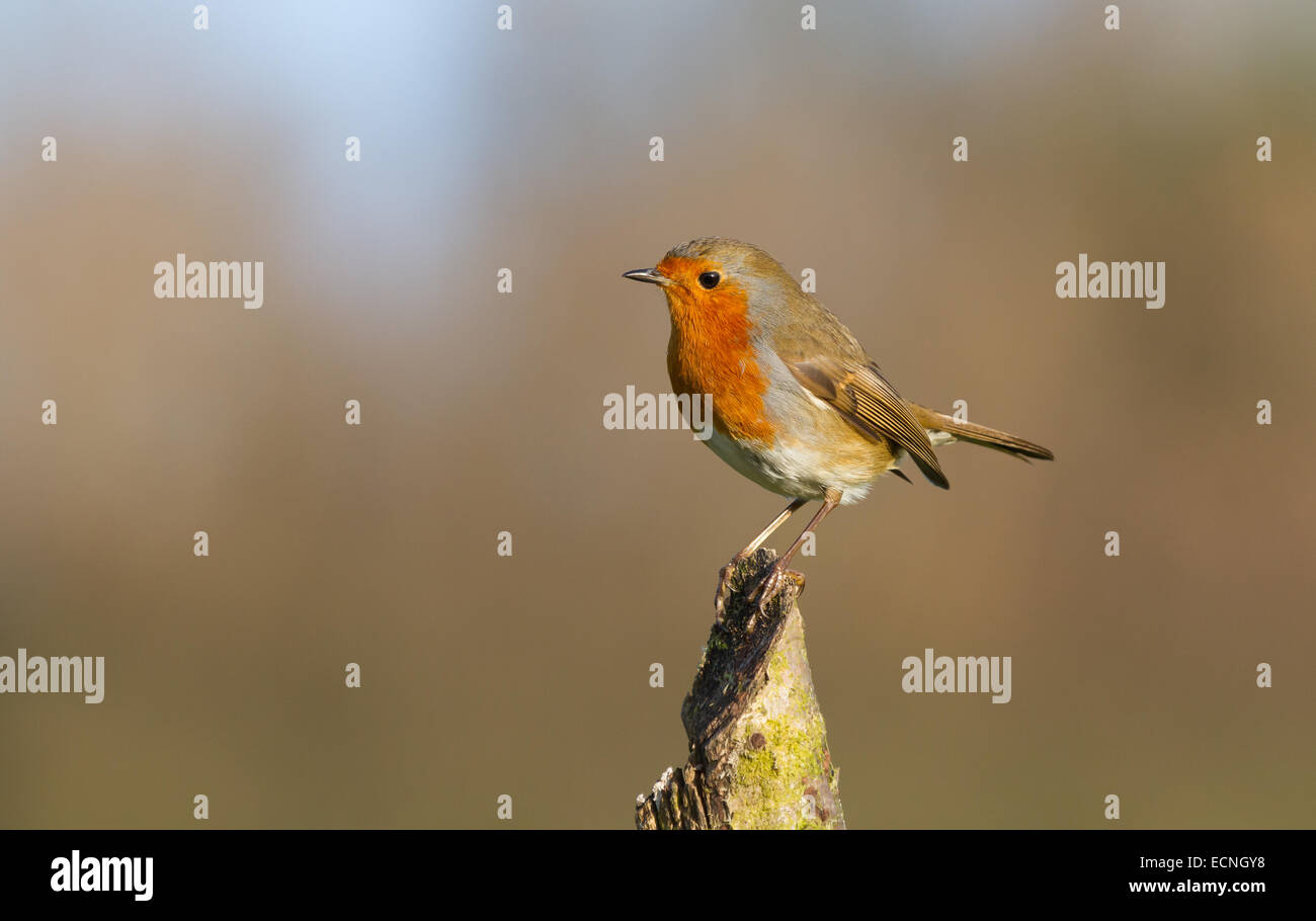 Robin natural hi-res stock photography and images - Alamy
