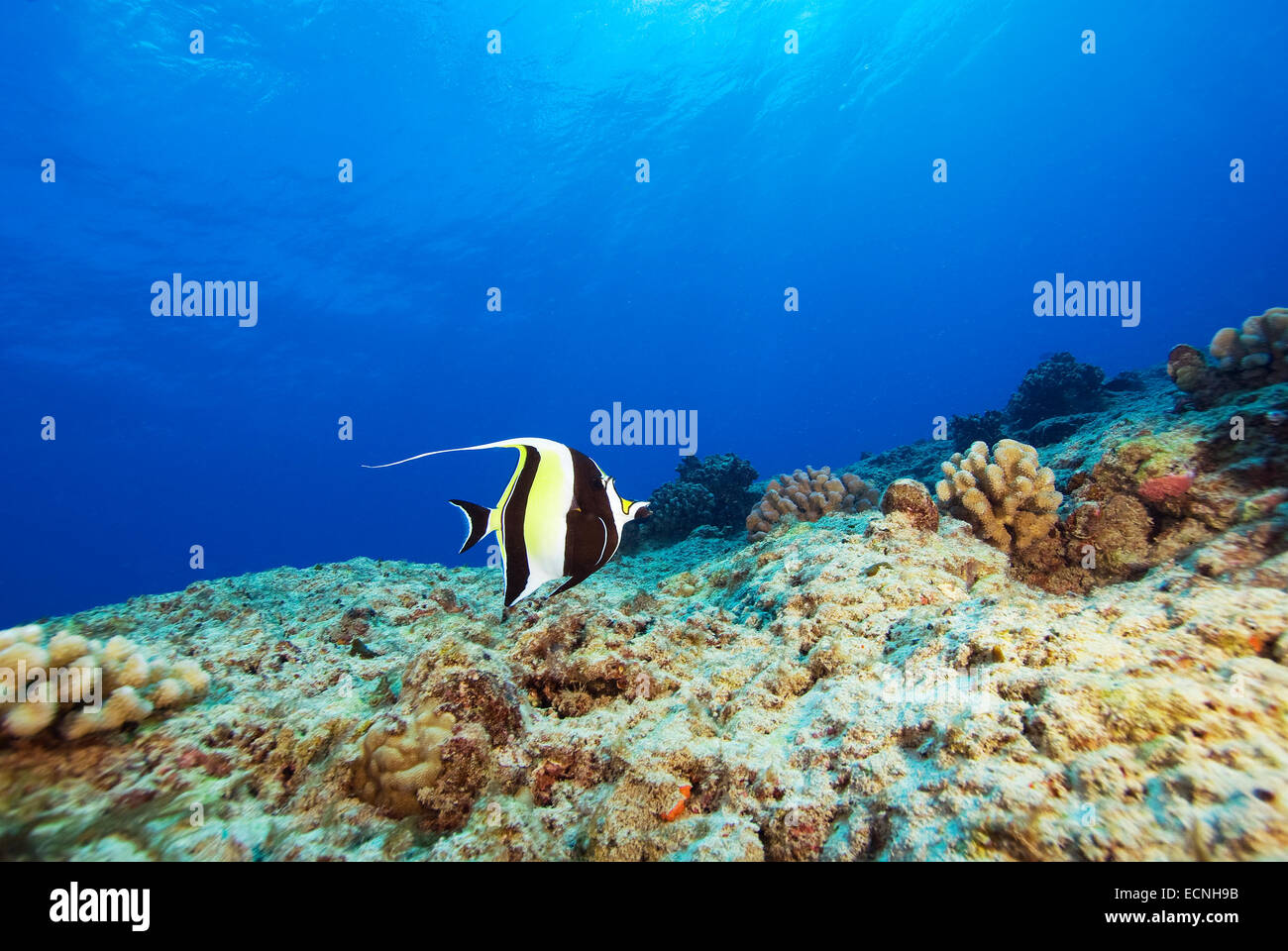 Hawaii Tropical fish swimming at Coral Reef Stock Photo - Alamy