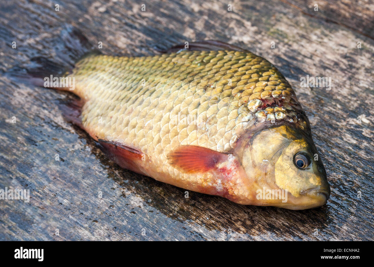 Freshwater carp hi-res stock photography and images - Alamy