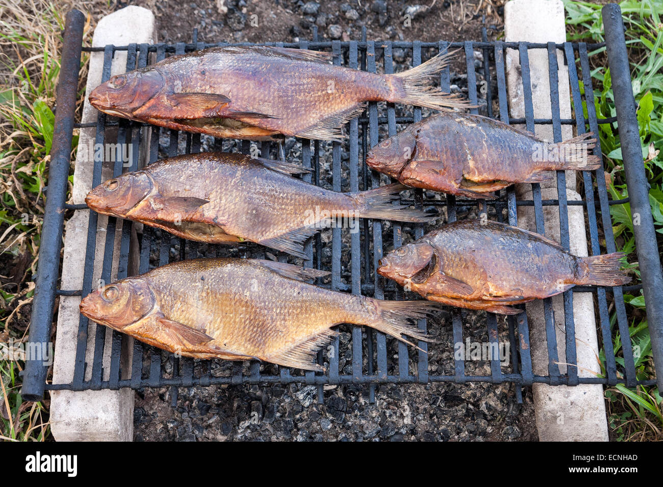 Smoked fresh fish just caught in freshwater river Stock Photo - Alamy