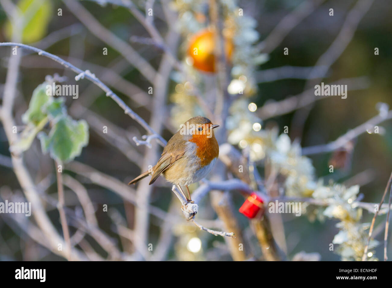 Robin on branch hi-res stock photography and images - Alamy
