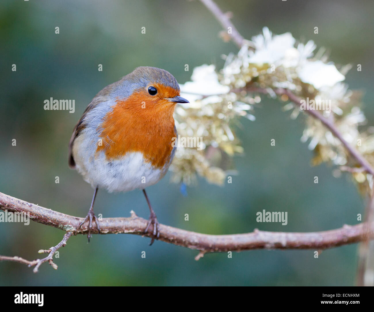 Robin on branch hi-res stock photography and images - Alamy