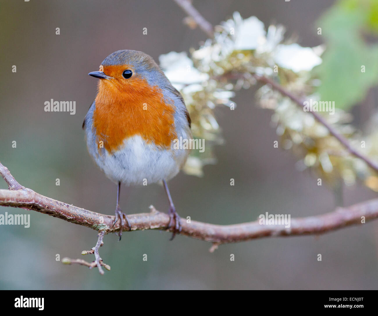 Robin decorations hi-res stock photography and images - Alamy