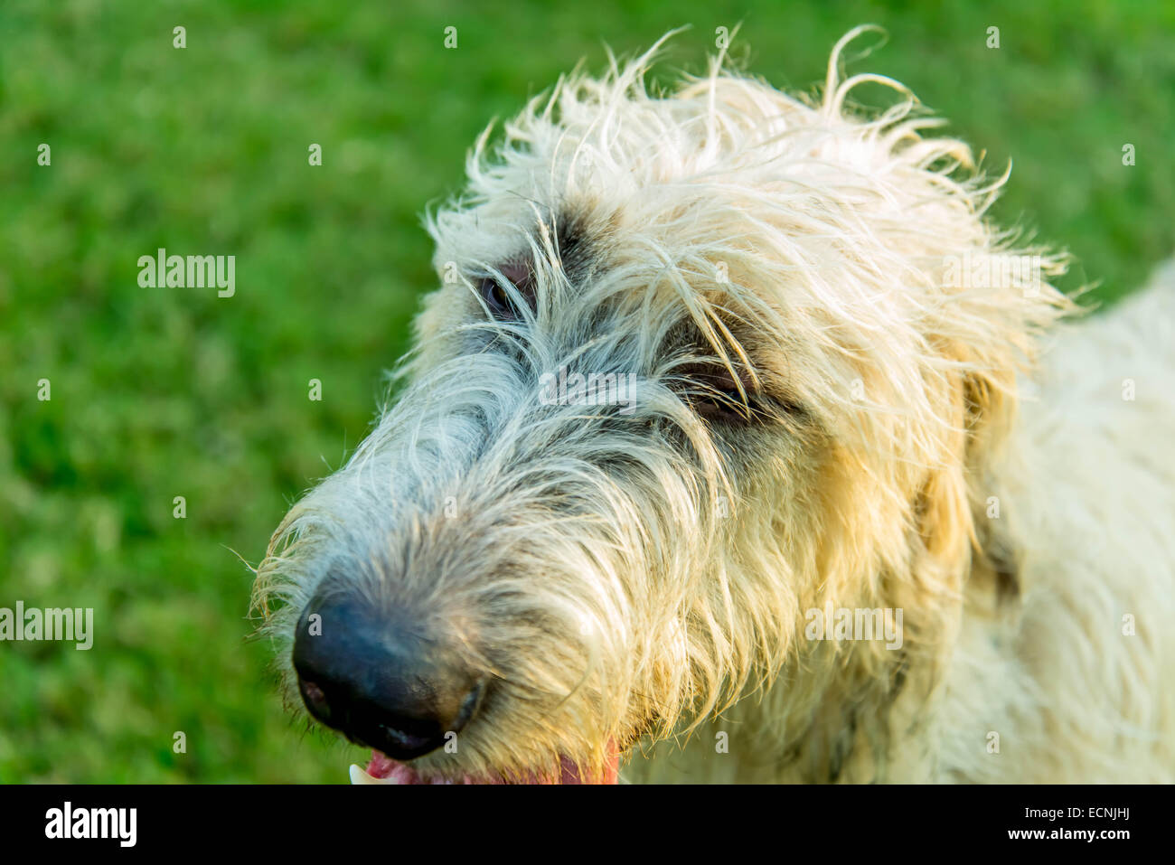Wheaton Irish Wolfhound on grass Stock Photo - Alamy