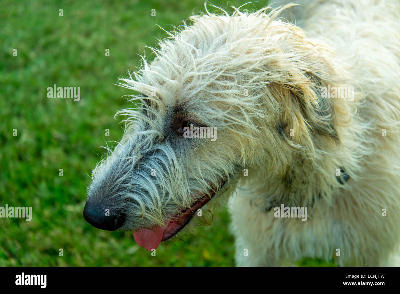 Wheaton Irish Wolfhound on grass Stock Photo - Alamy