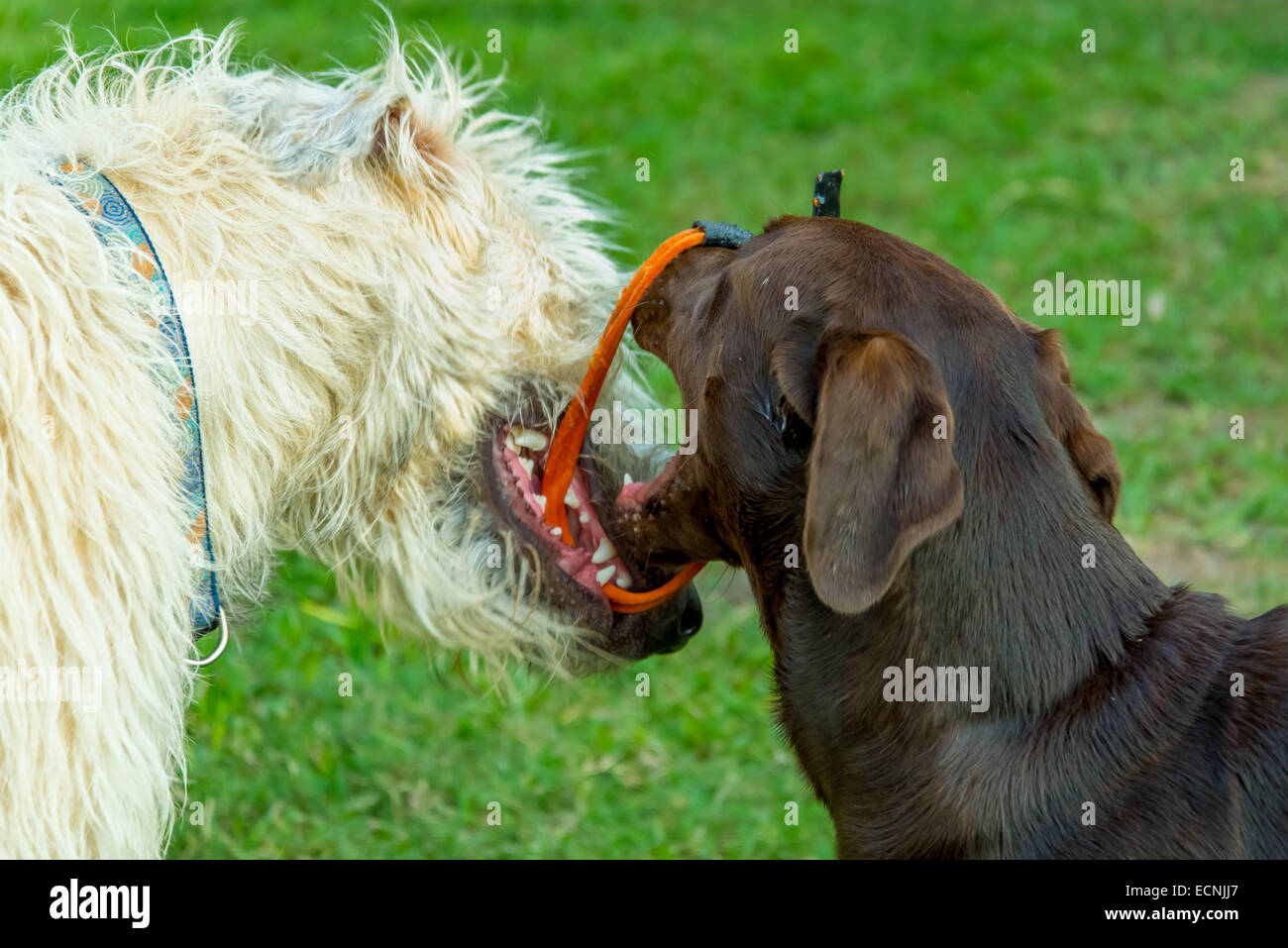 Chocolate lab and Irish Wolfhound dogs playing with a collar Stock ...
