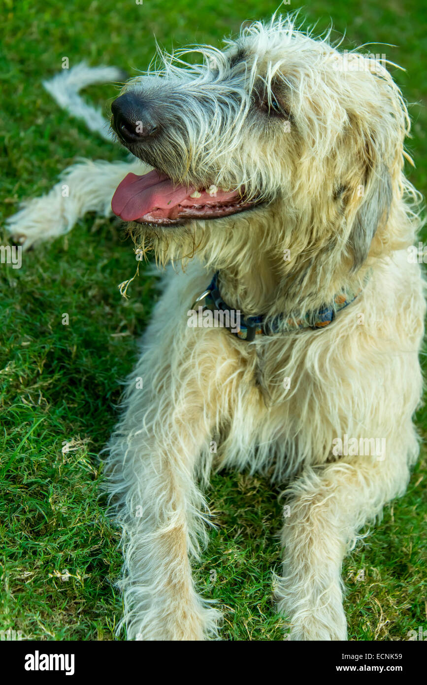 Wheaton Irish Wolfhound on grass Stock Photo - Alamy