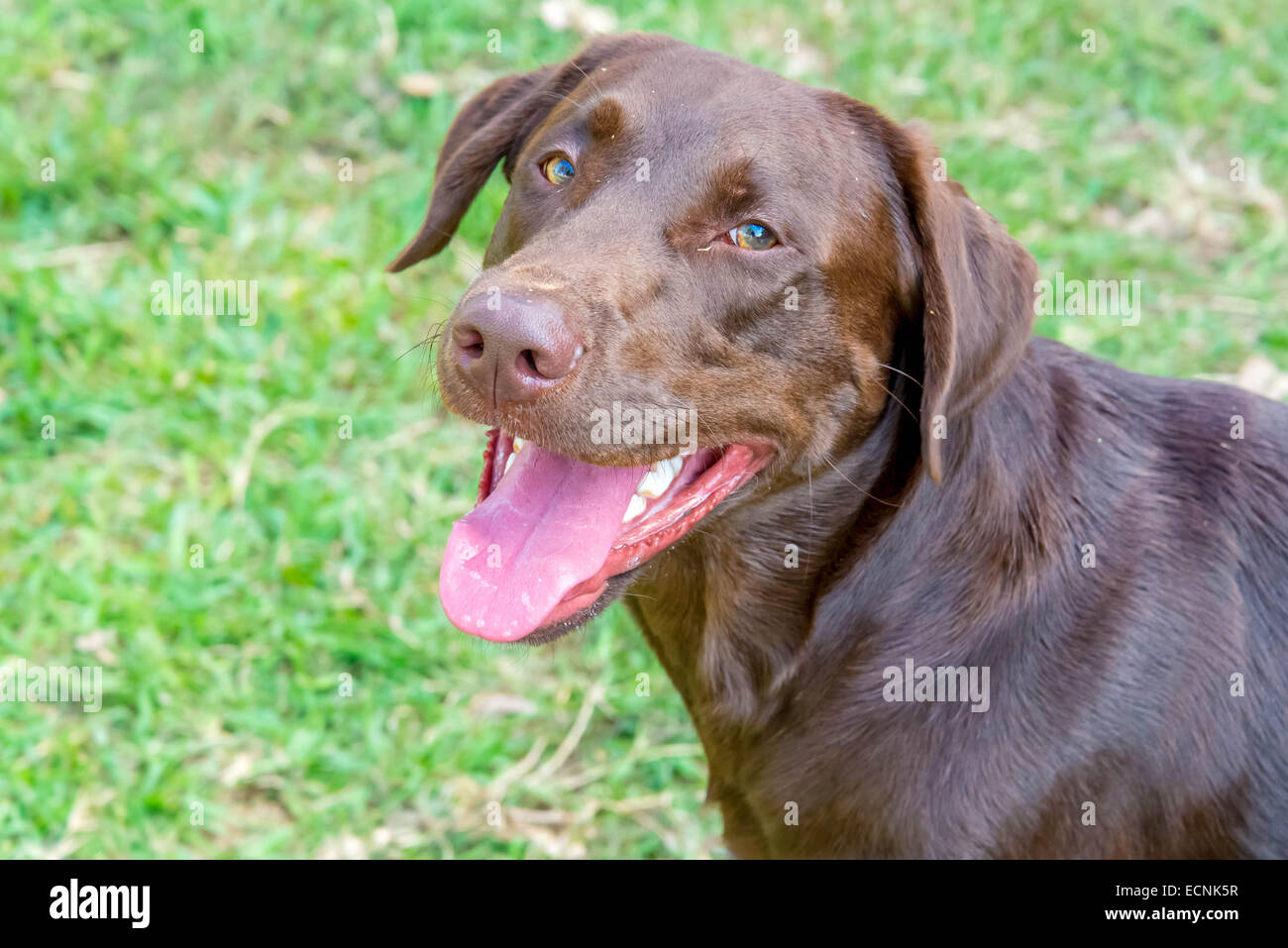 Chocolate labrador playing on grass Stock Photo - Alamy