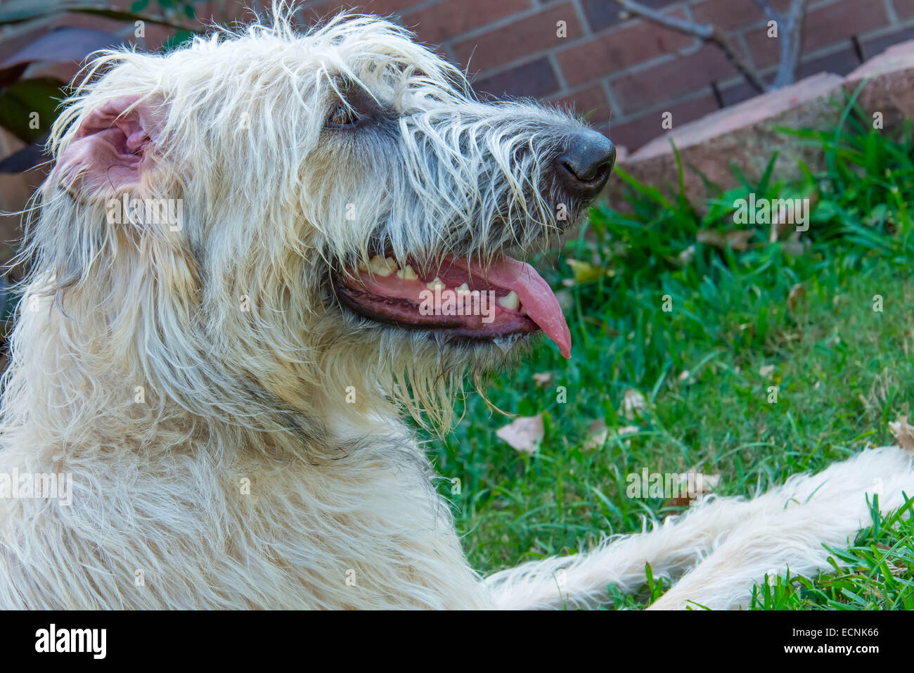 Wheaton Irish Wolfhound on grass Stock Photo - Alamy