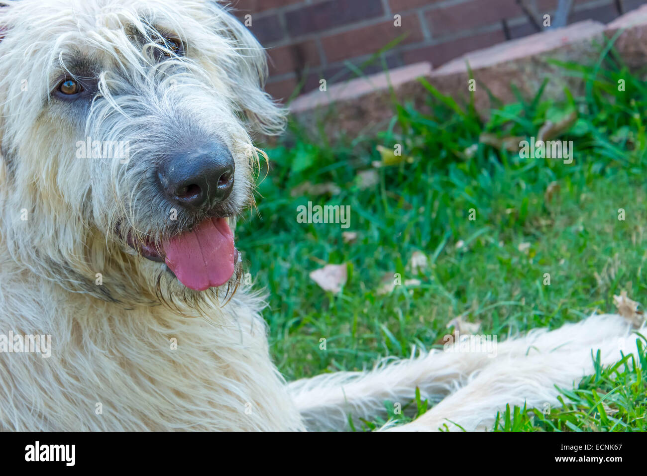 Wheaton Irish Wolfhound on grass Stock Photo - Alamy