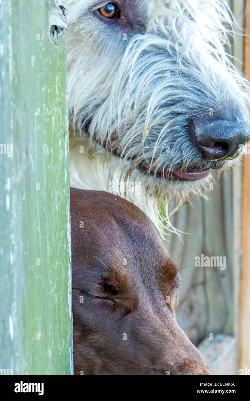 Chocolate lab with head through a wood fence Stock Photo - Alamy