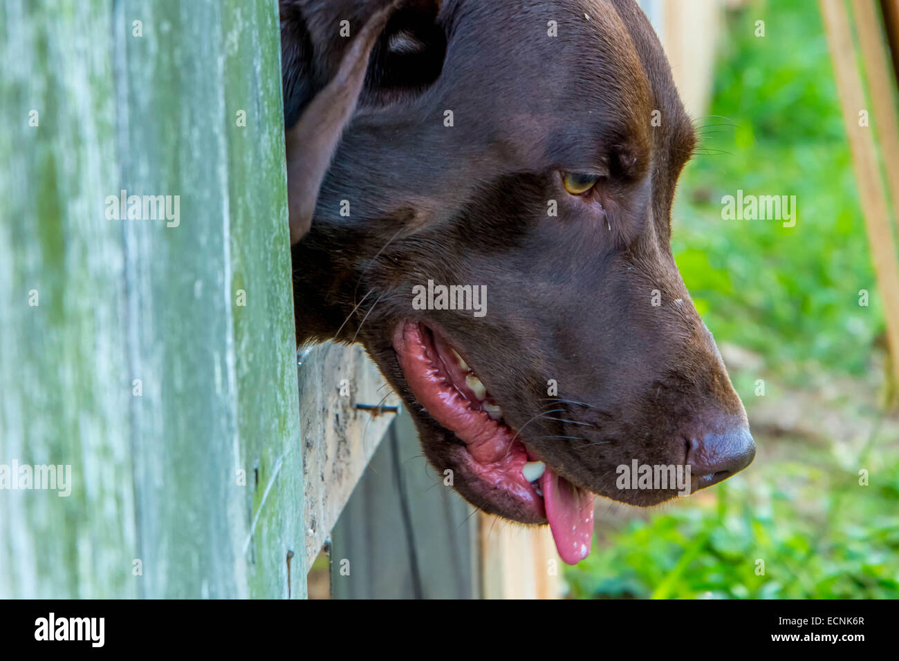 Chocolate lab with head through a wood fence Stock Photo - Alamy