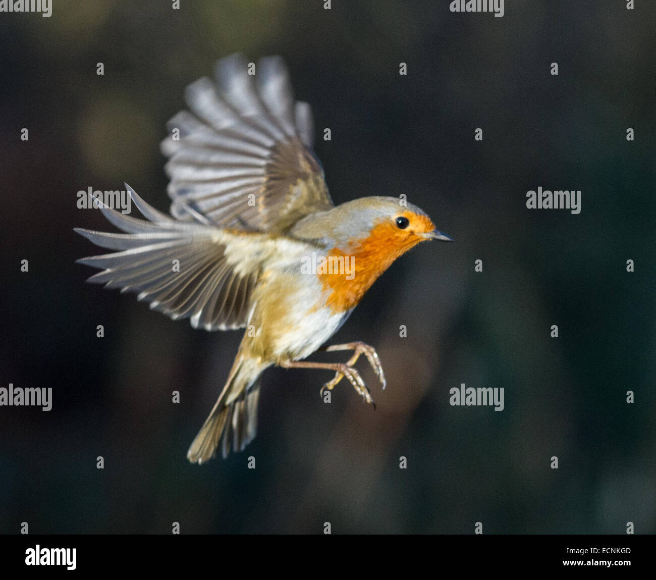 Robin flying hi-res stock photography and images - Alamy