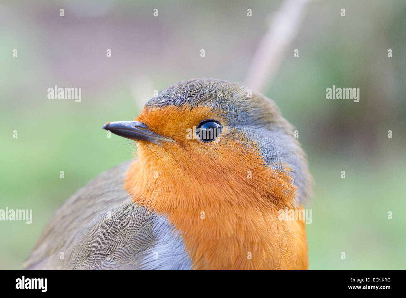Close up of a robins head in a natural environment setting Stock Photo ...
