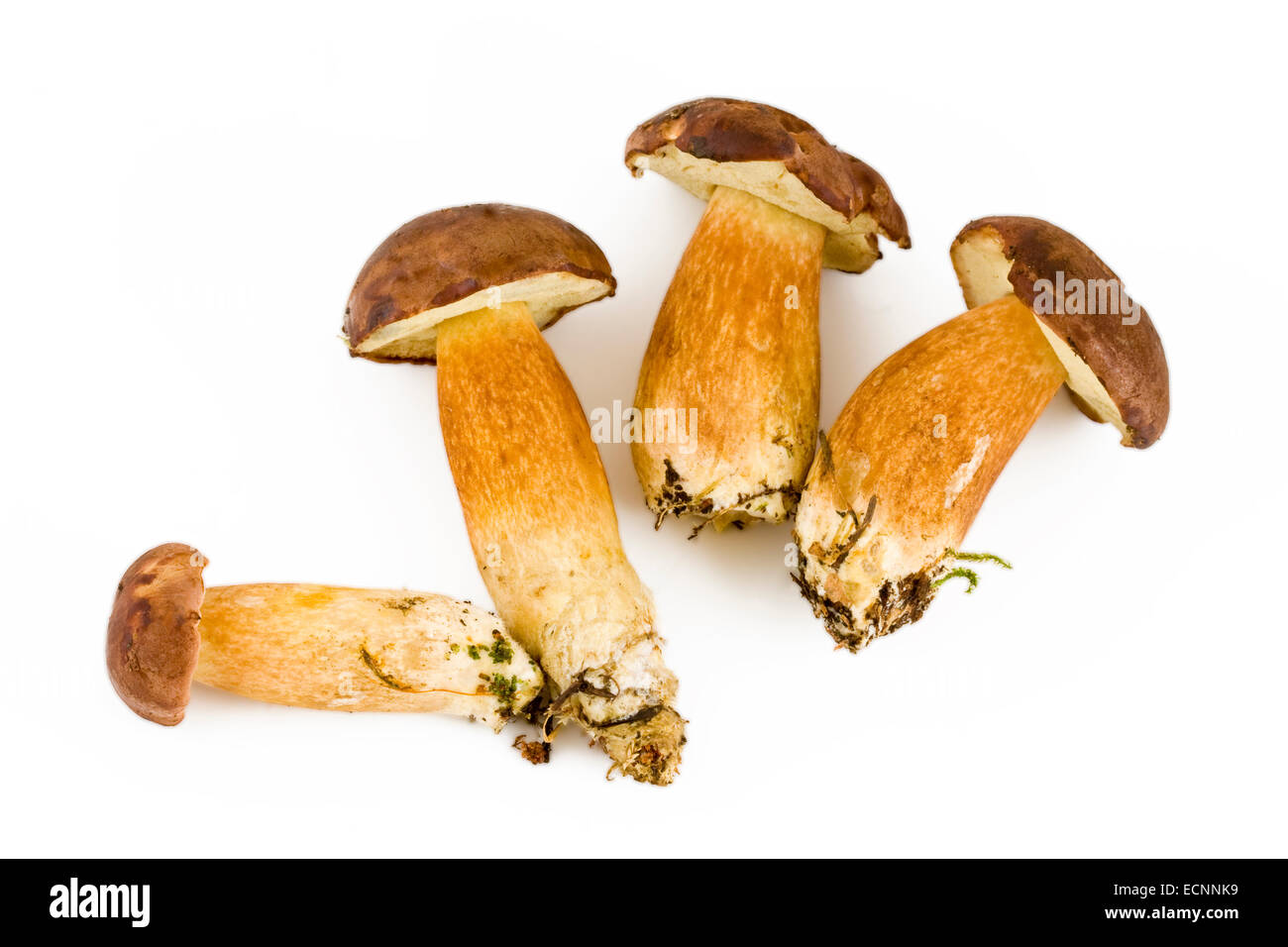 Four fresh mushroom isolated on white background Stock Photo - Alamy