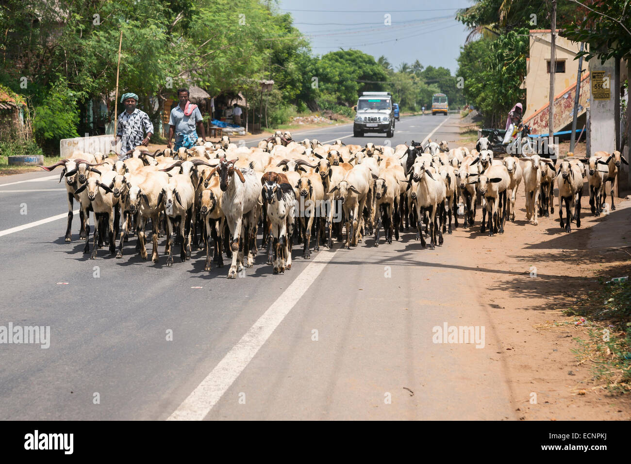 Goat truck hi-res stock photography and images - Alamy