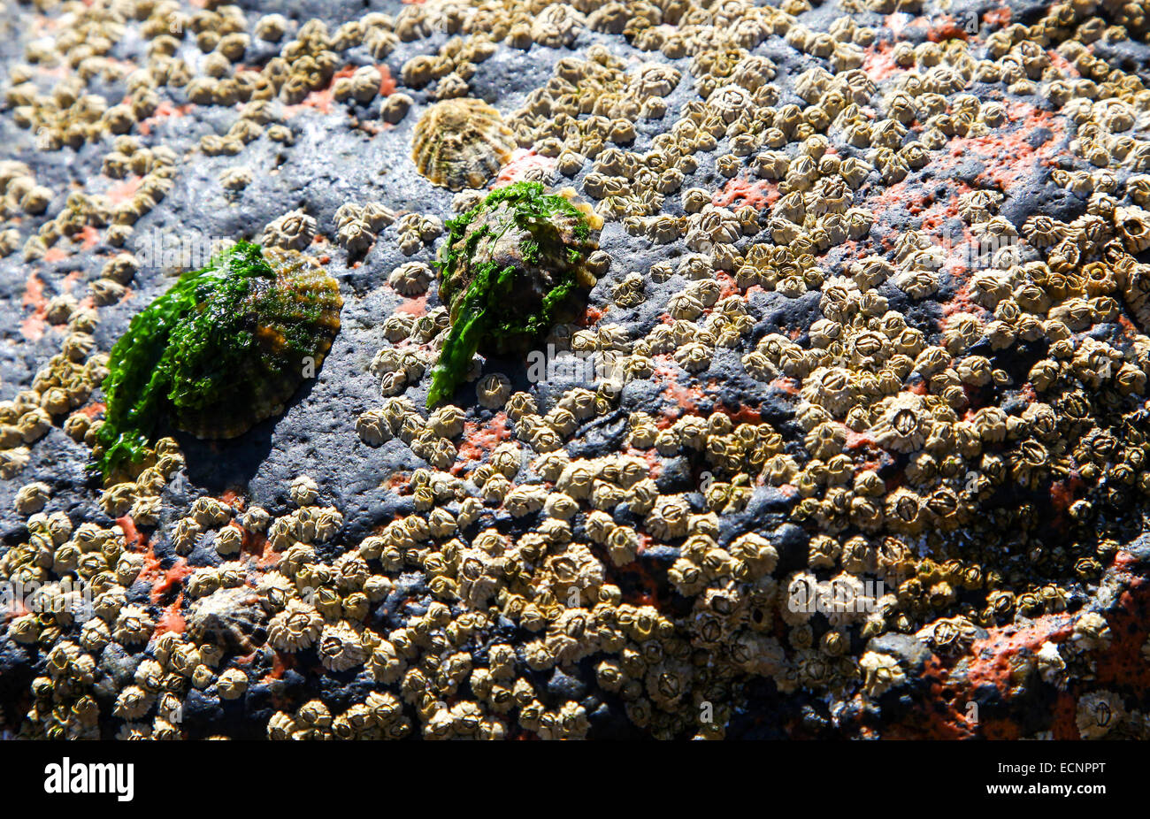 Barnacles (Chthamalus stellatus), common name Poli's stellate barnacle ...