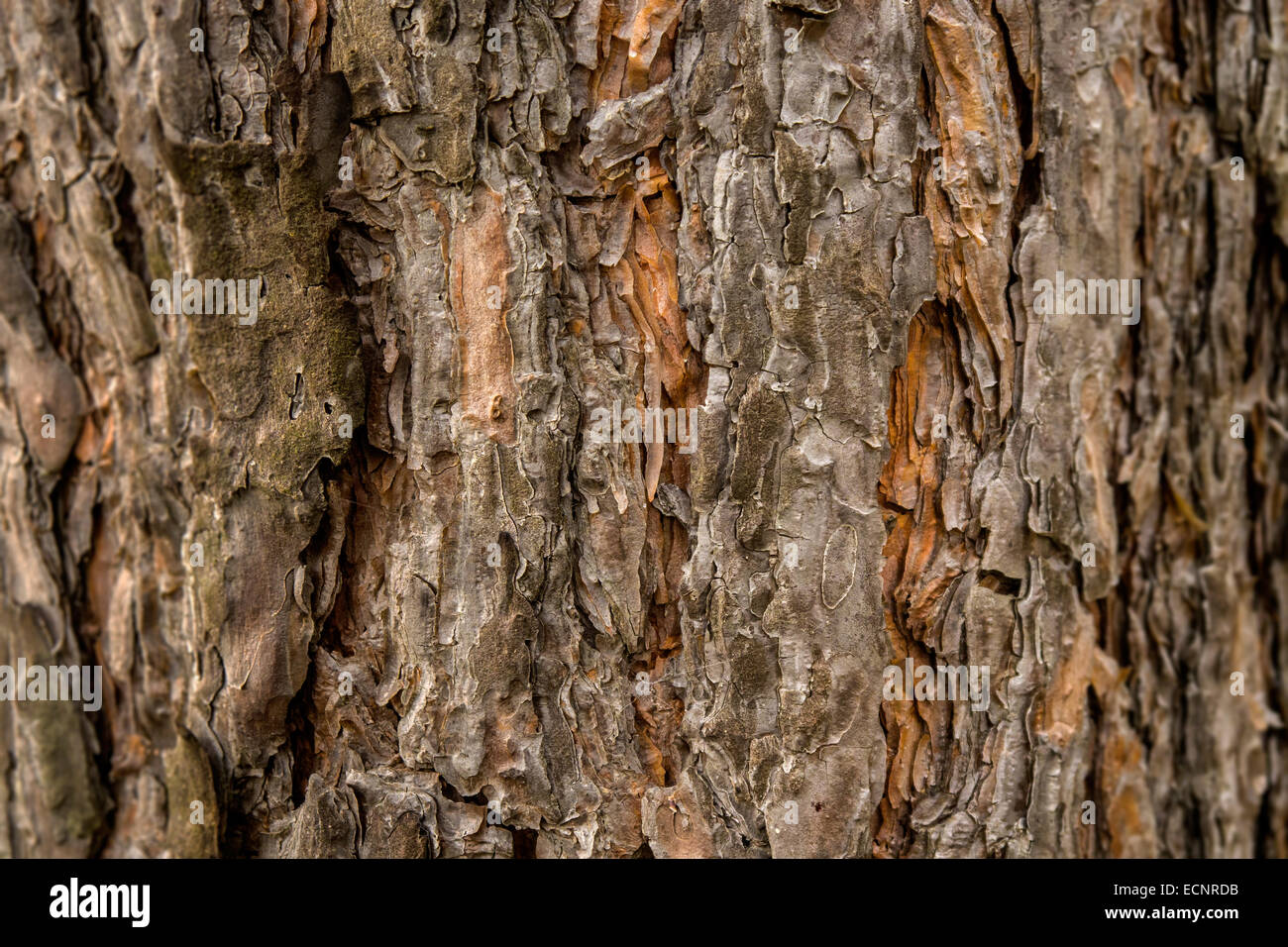 Bark at the right tree hi-res stock photography and images - Alamy