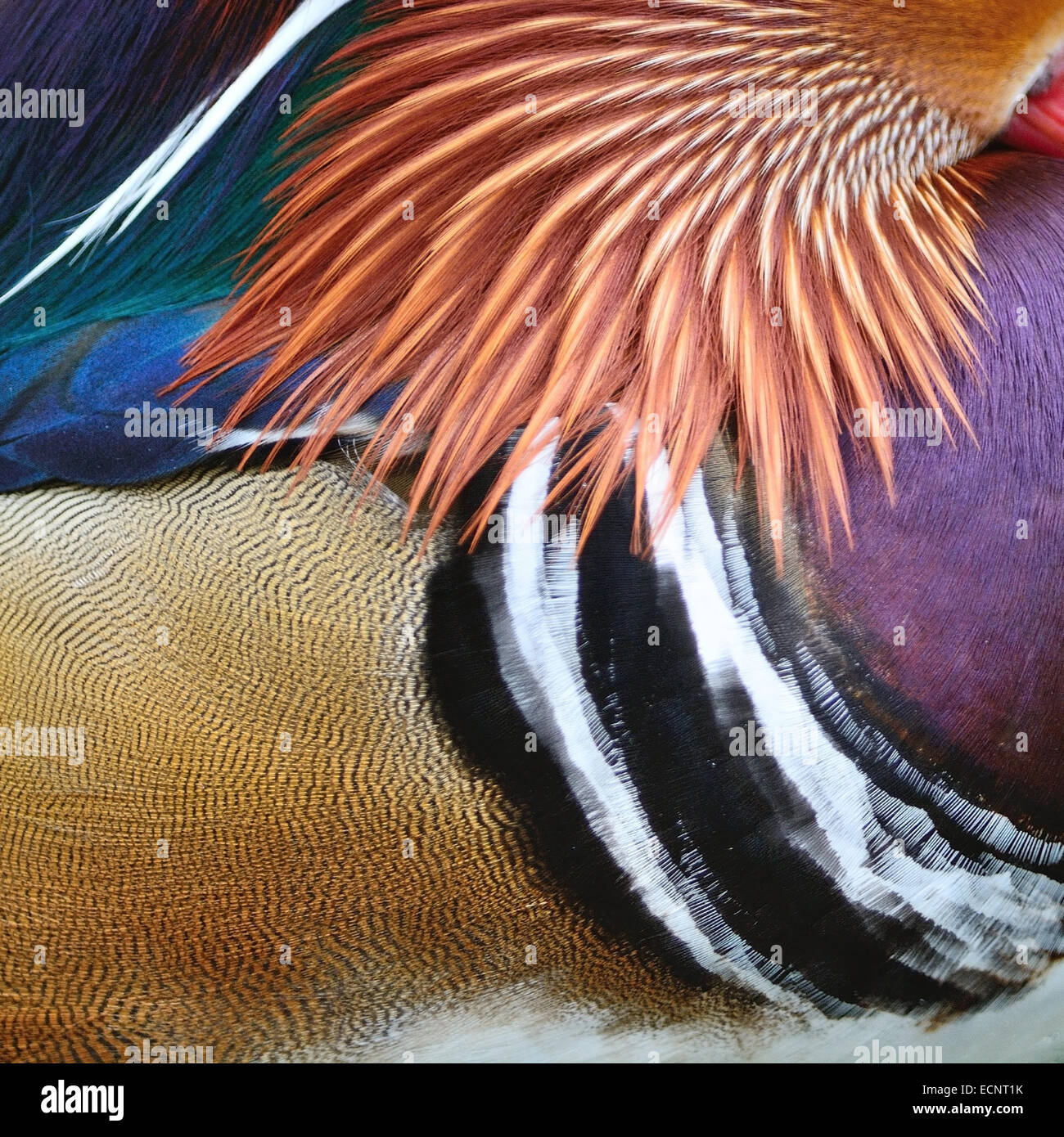 Beautiful Mandarin duck feathers, texture abstract background Stock ...