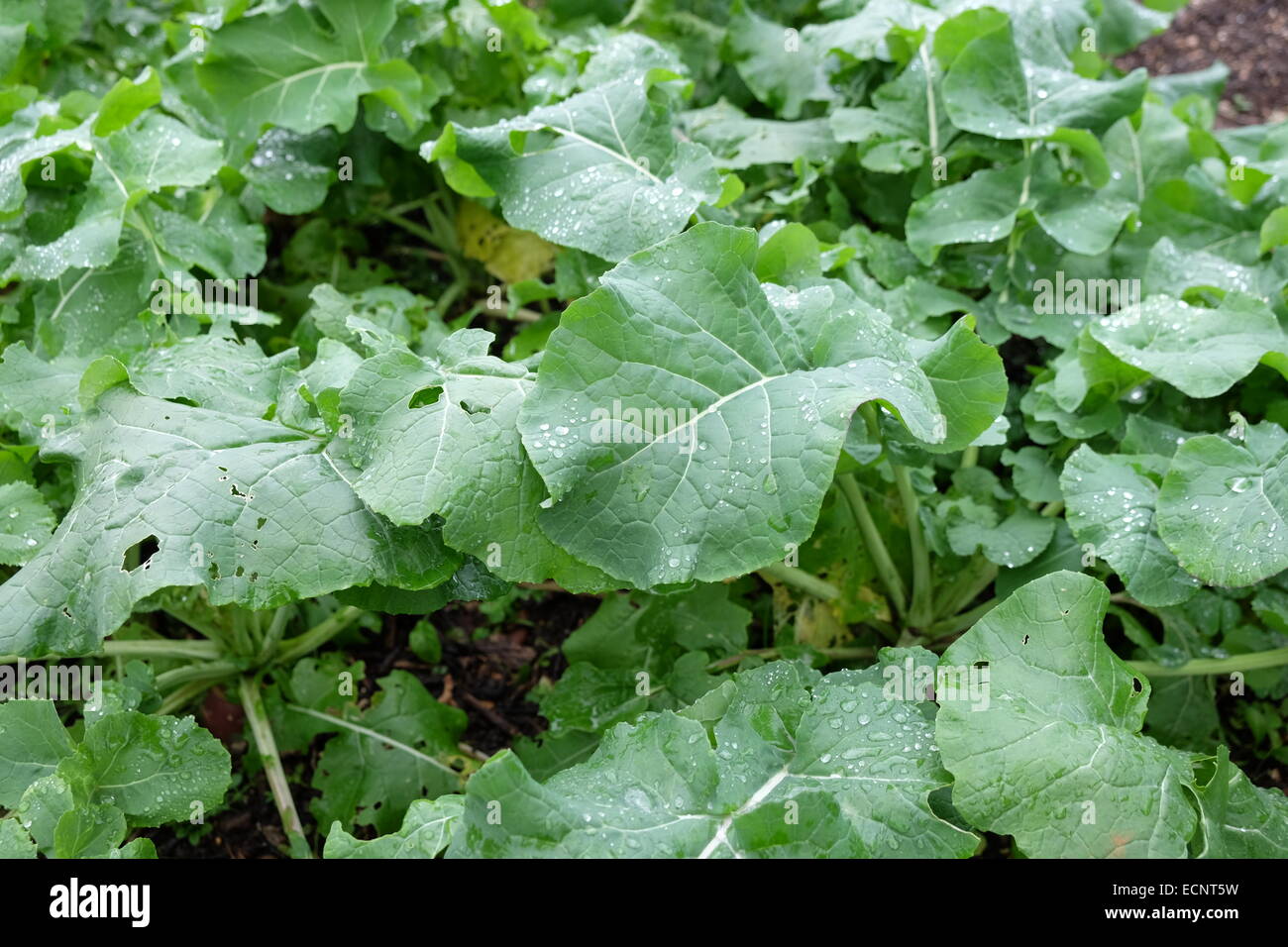 swede leaves in autumn Stock Photo - Alamy