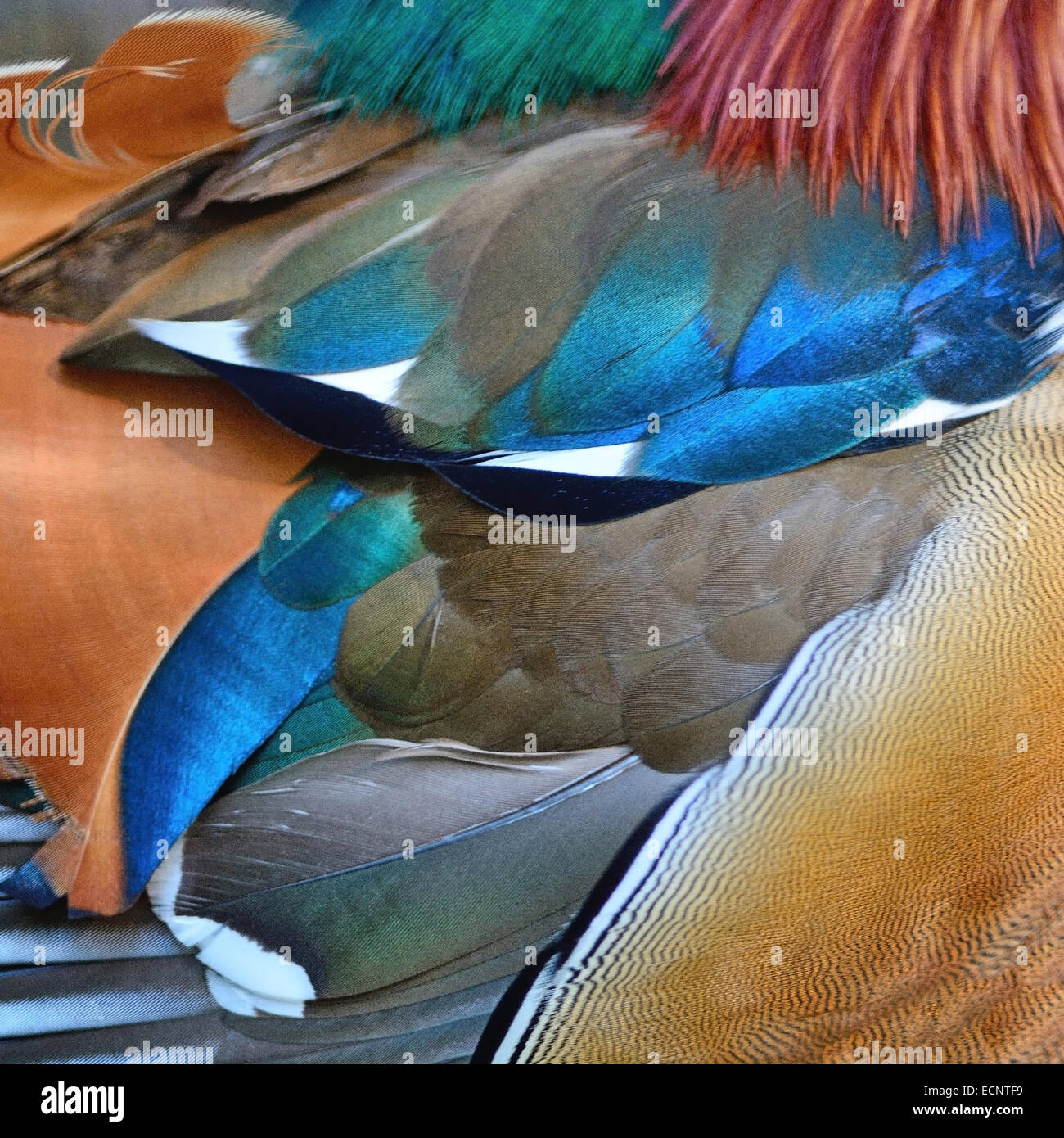 Beautiful Mandarin duck feathers, texture abstract background Stock ...