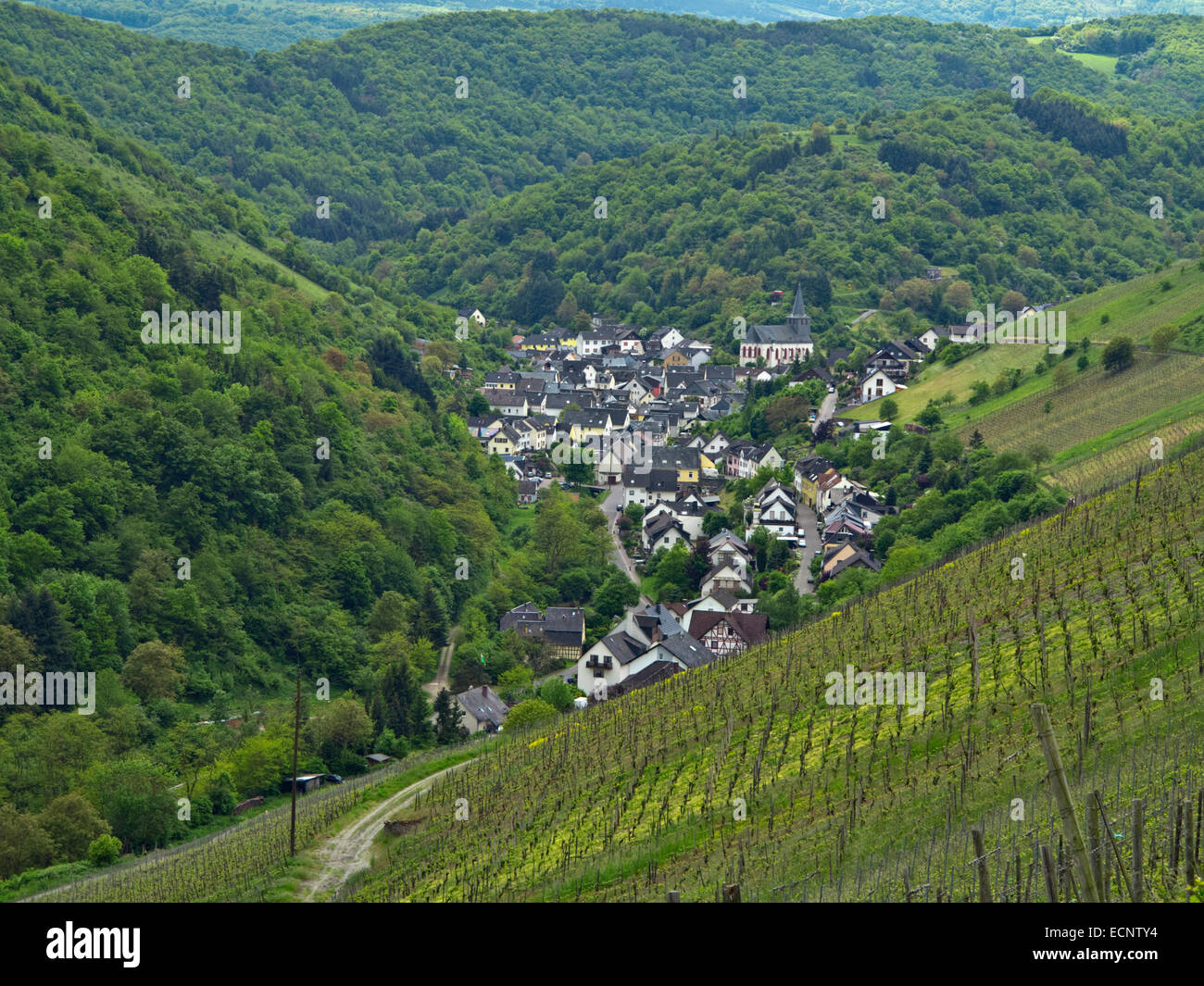 Village of Oberdiebach among the vineyards on west bank of the Rhine ...