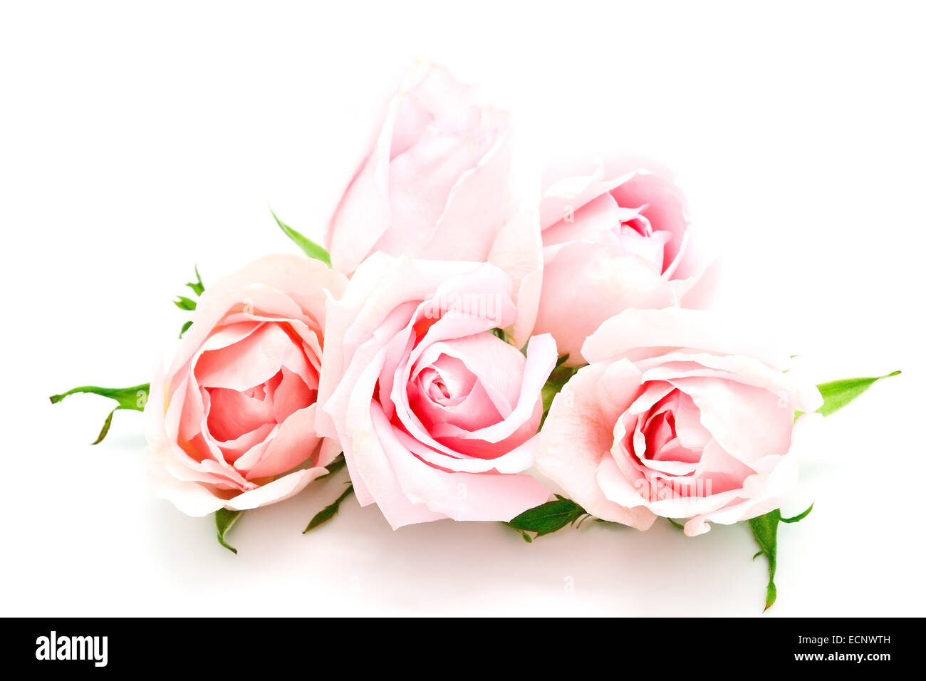 Beautiful pink rose, isolated on white background Stock Photo - Alamy