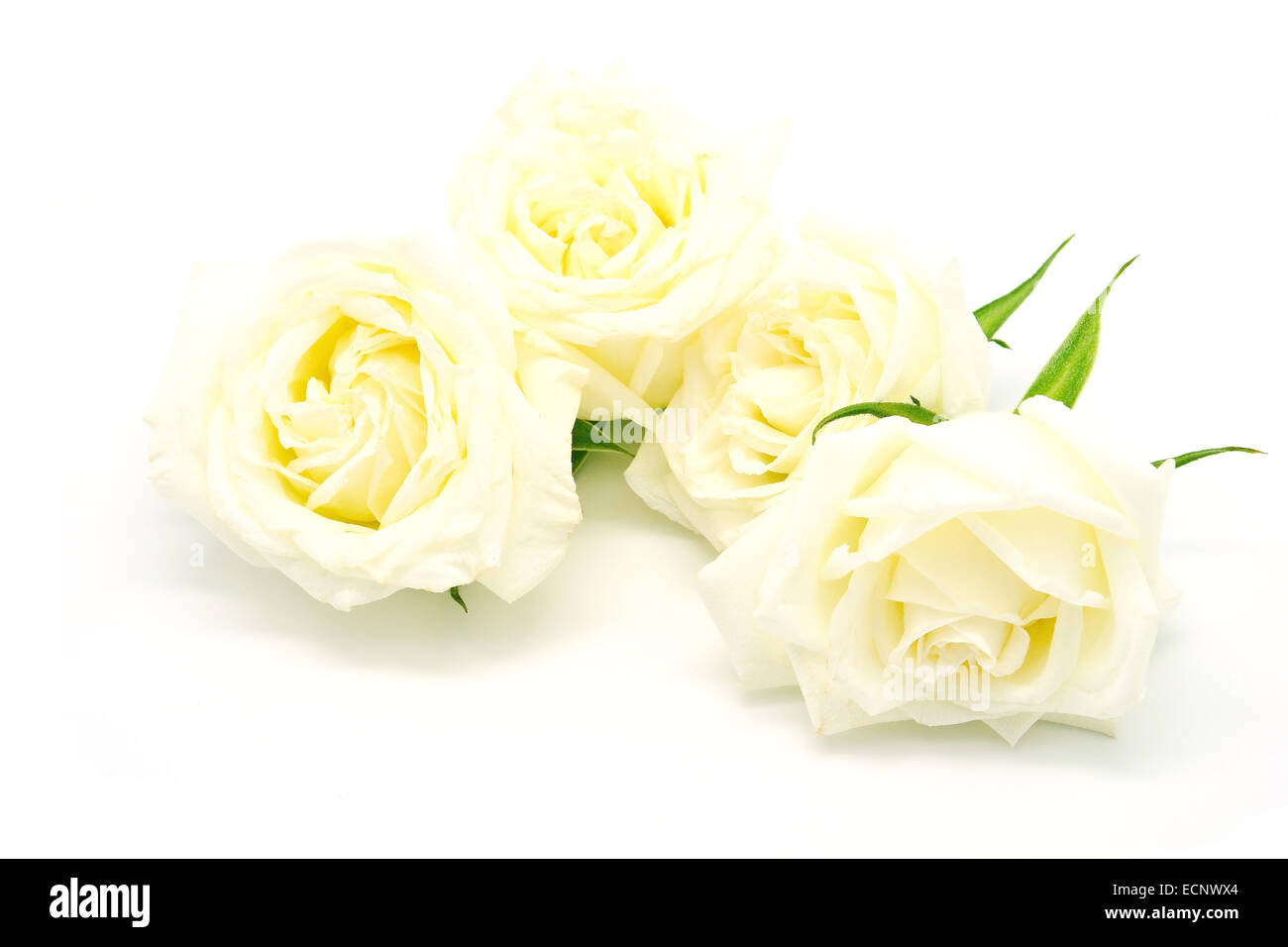 Beautiful yellow rose, isolated on white background Stock Photo - Alamy