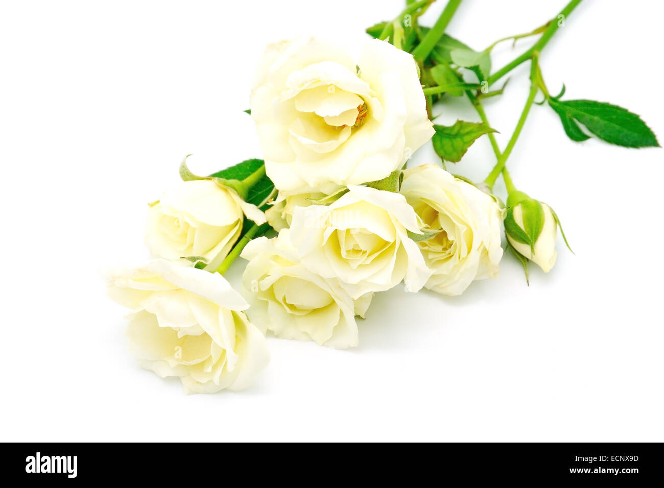 Beautiful yellow rose, isolated on white background Stock Photo - Alamy