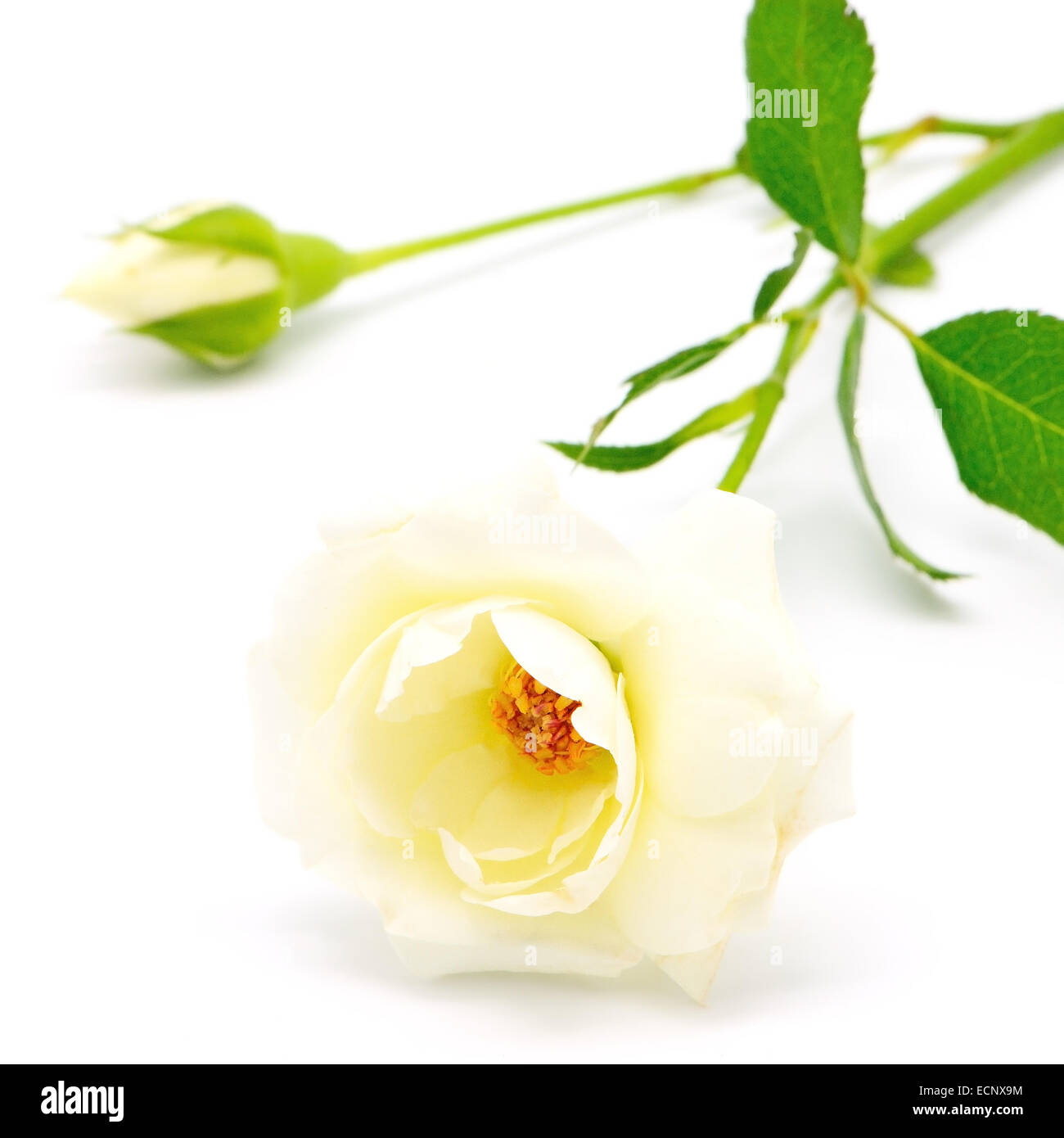 Beautiful yellow rose, isolated on white background Stock Photo - Alamy