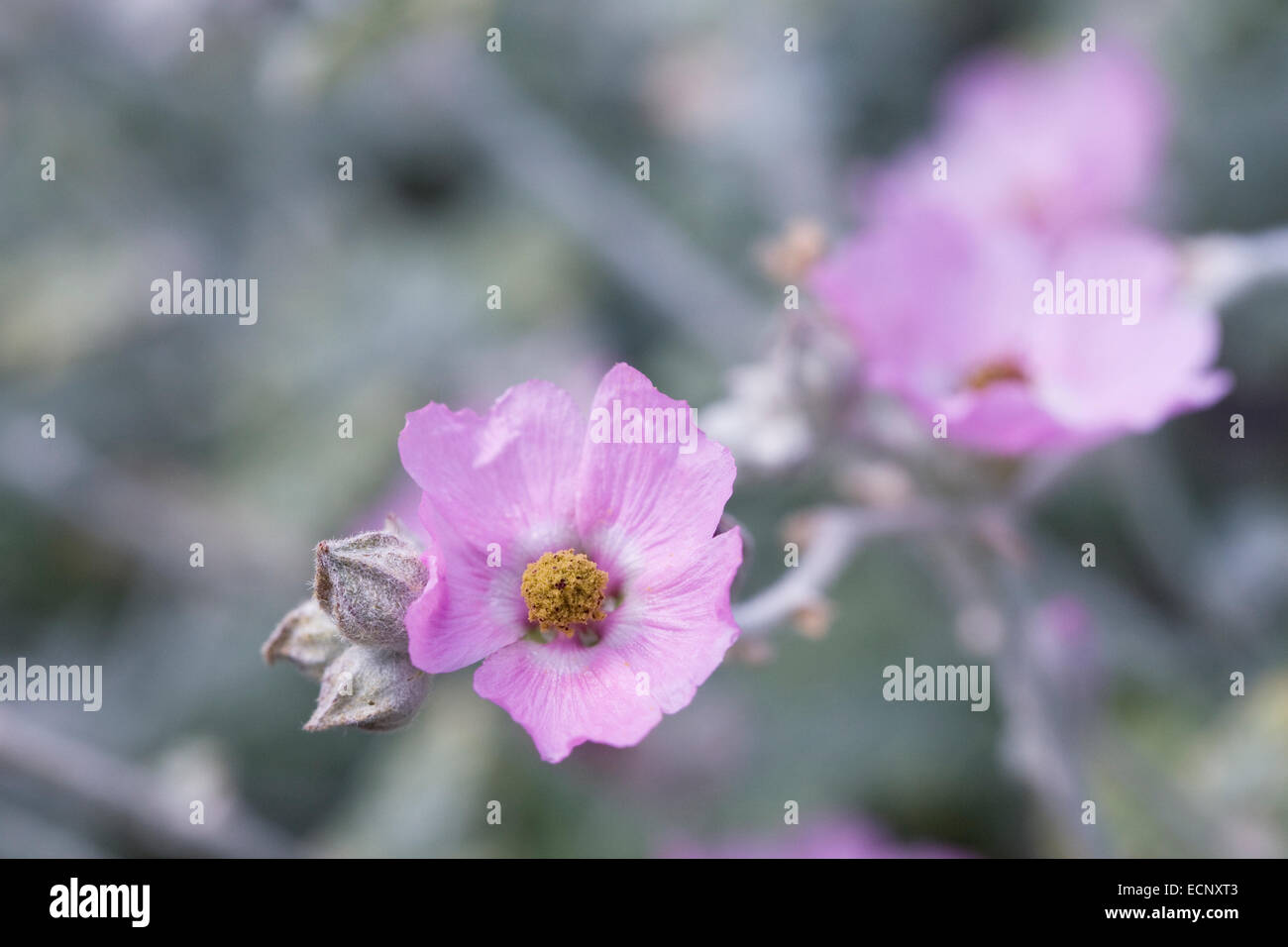 Parvifolia hi-res stock photography and images - Alamy