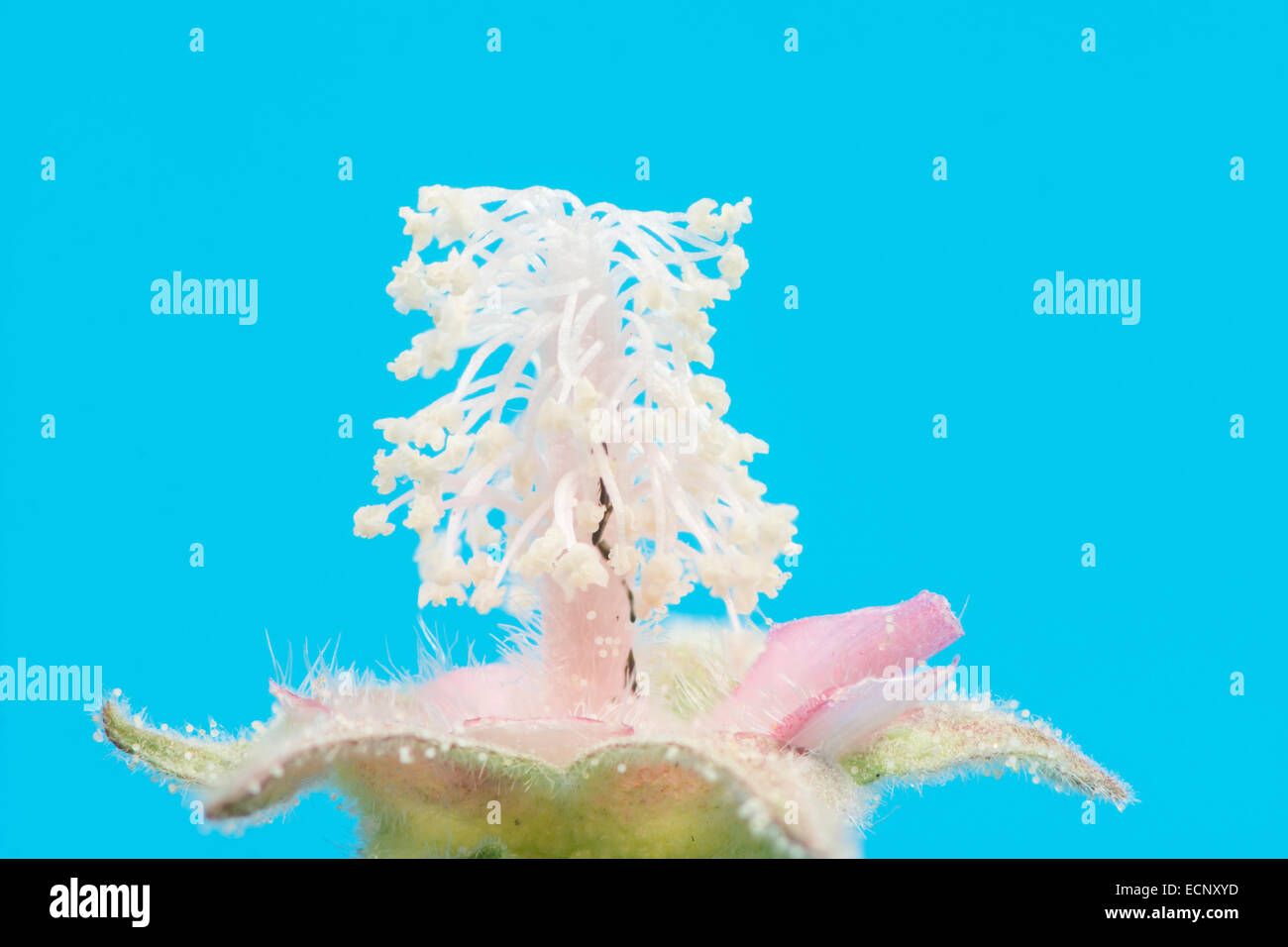 Pistil pollen hi-res stock photography and images - Alamy