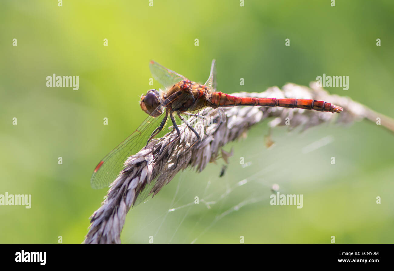 Macro of a red ruddy darter dragonfly (Sympetrum sanguineum Stock Photo ...