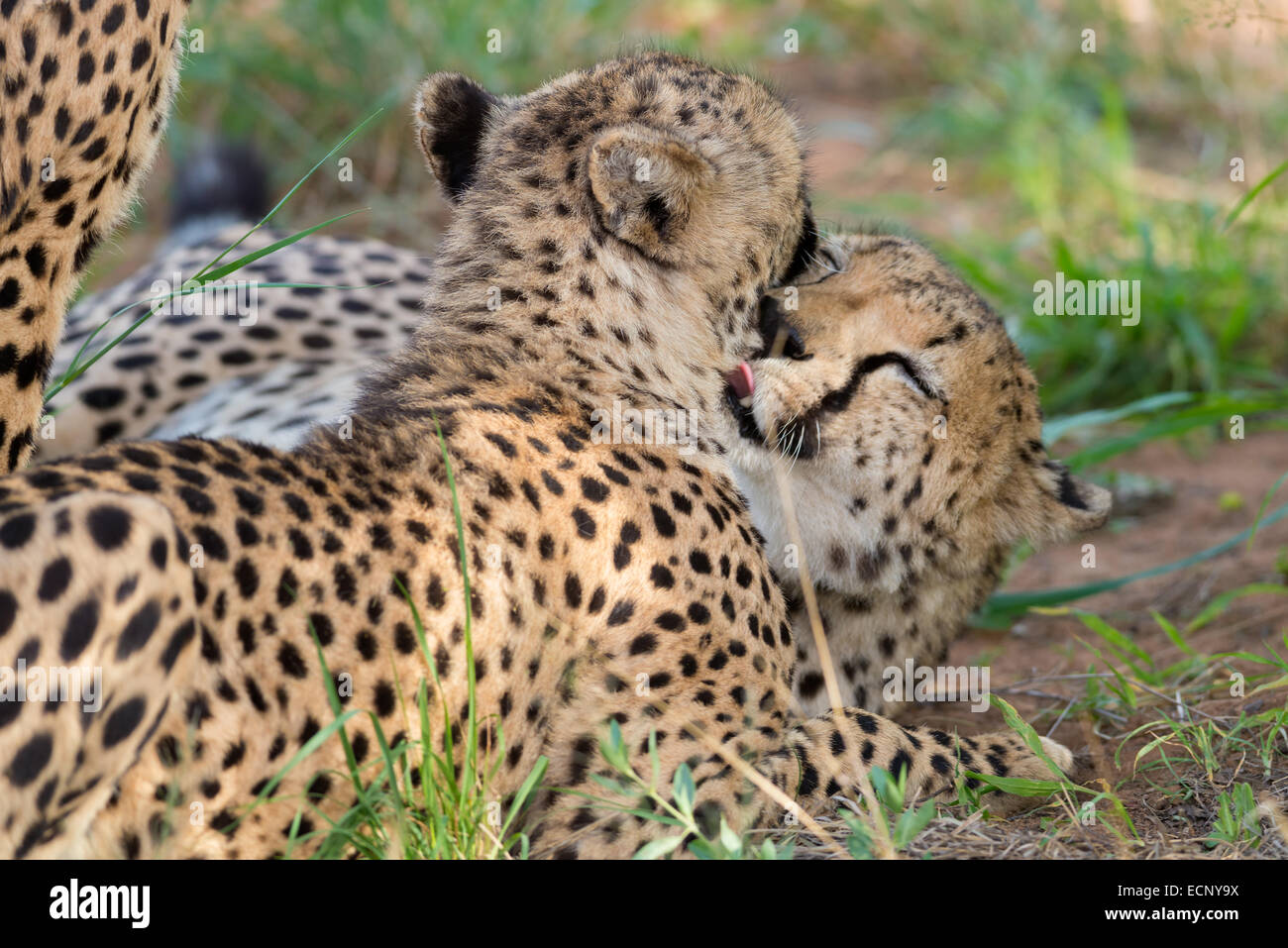 Cheetah love hi-res stock photography and images - Alamy
