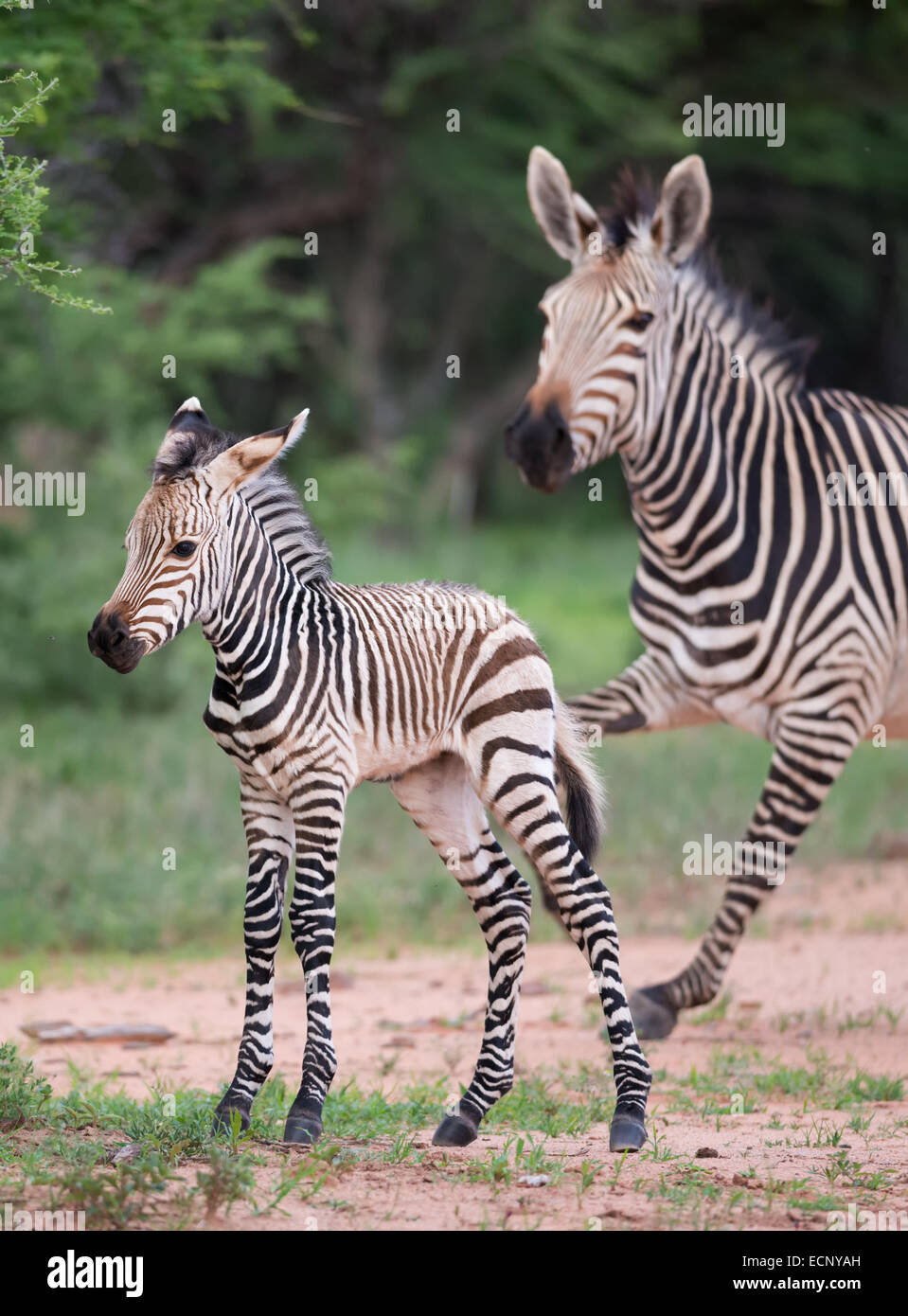 Zebra newborn hi-res stock photography and images - Alamy