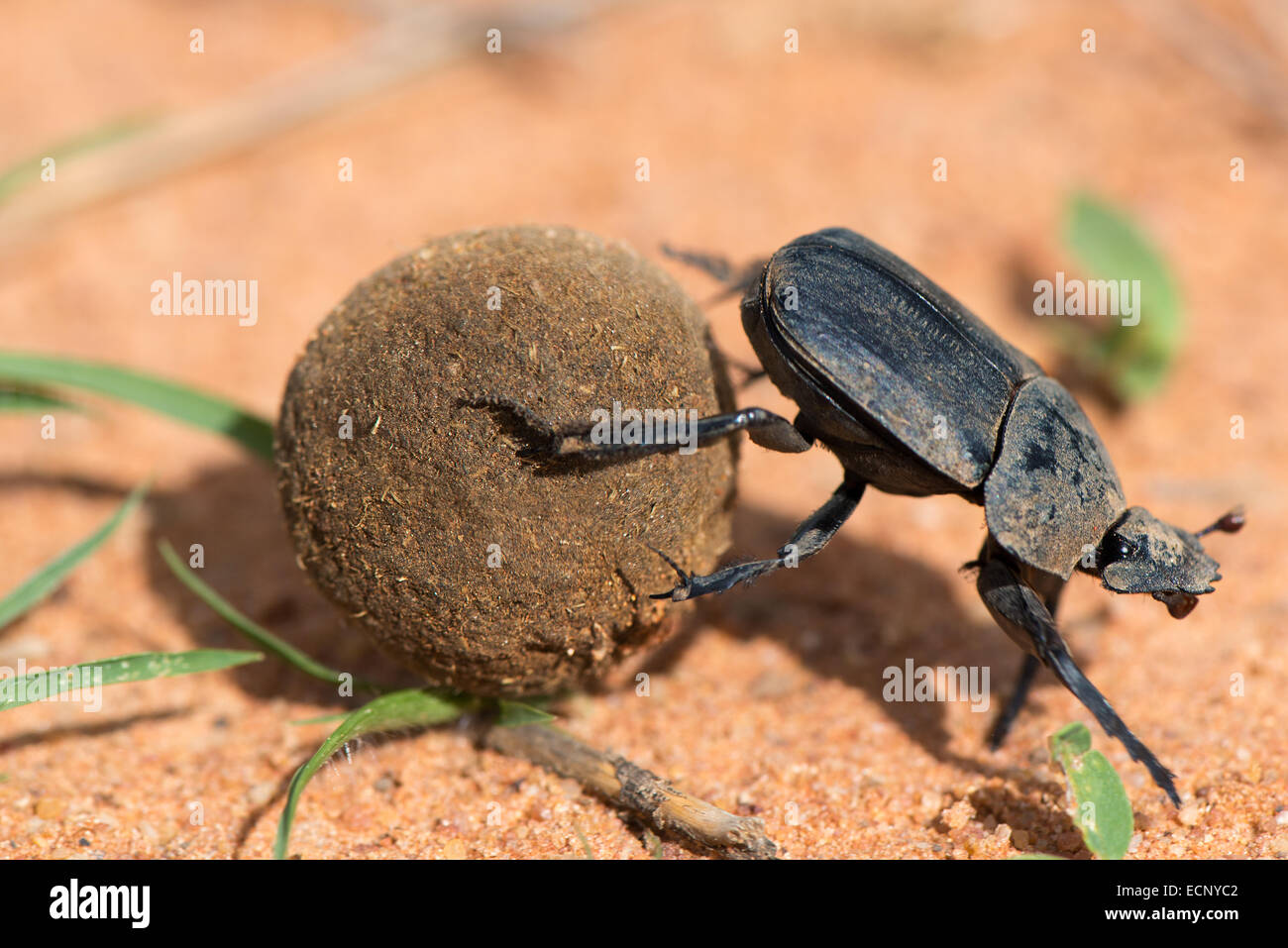Dung beetle hi-res stock photography and images - Alamy