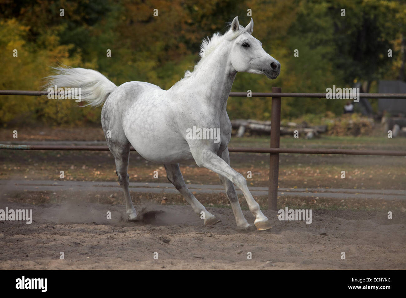 Arabian horse running hi-res stock photography and images - Alamy
