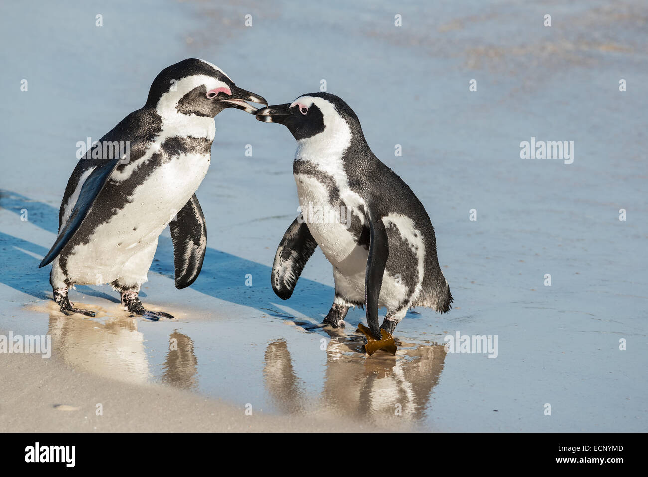 Run africa hi-res stock photography and images - Alamy