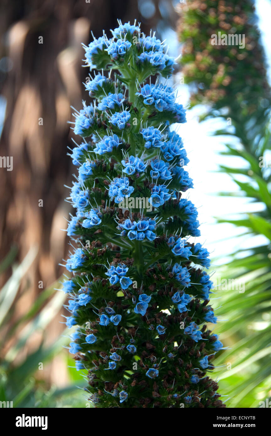 A blue flowering Tree Echium, photographed at the Eden Project in ...