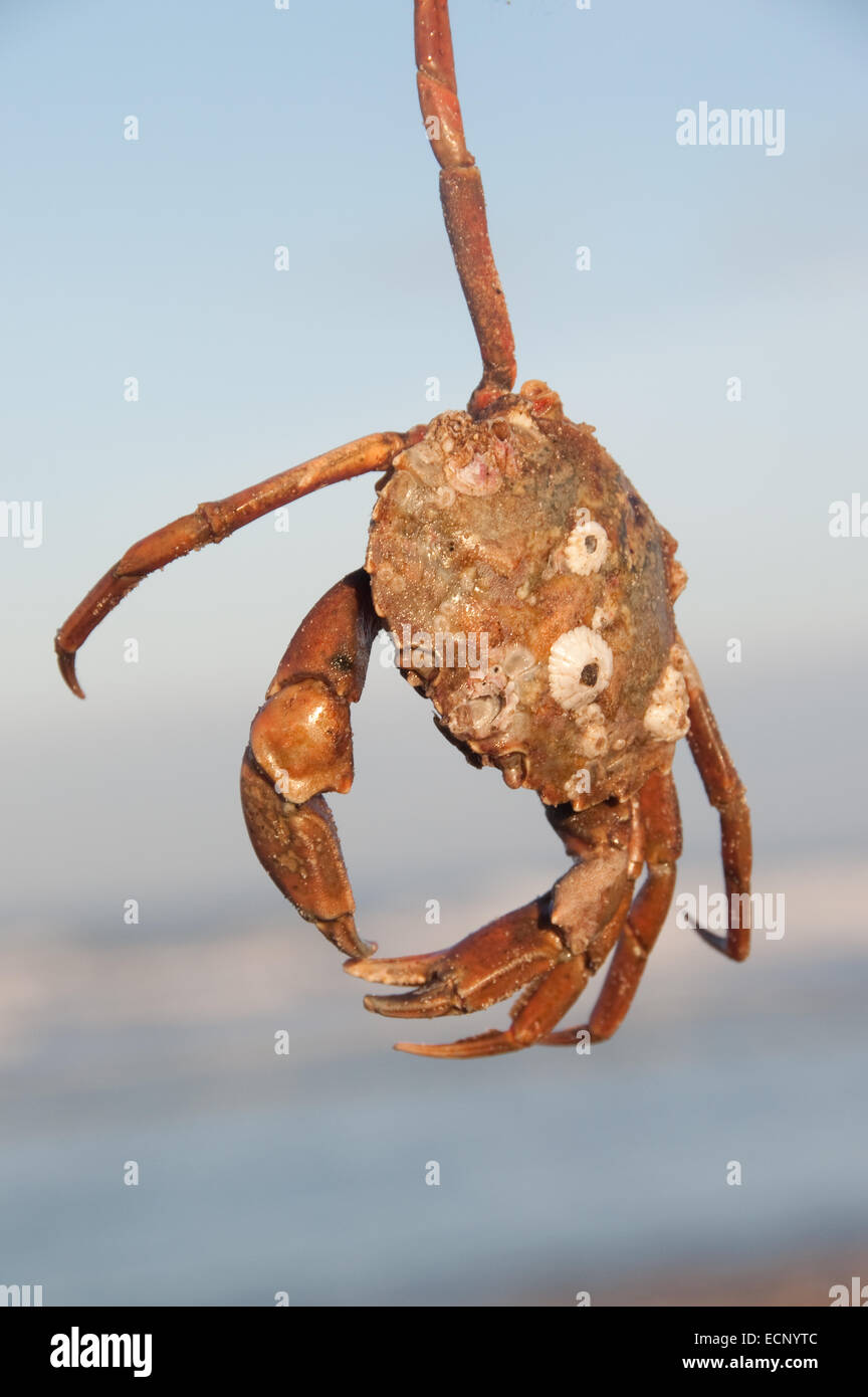 A photo of a crab taken at Holkham Beach in Norfolk Stock Photo - Alamy