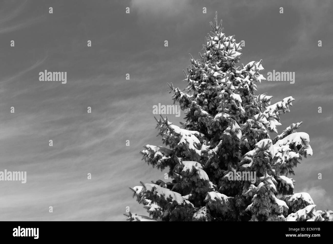 A canadian Tree covered in snow in the winter in black and white Stock ...